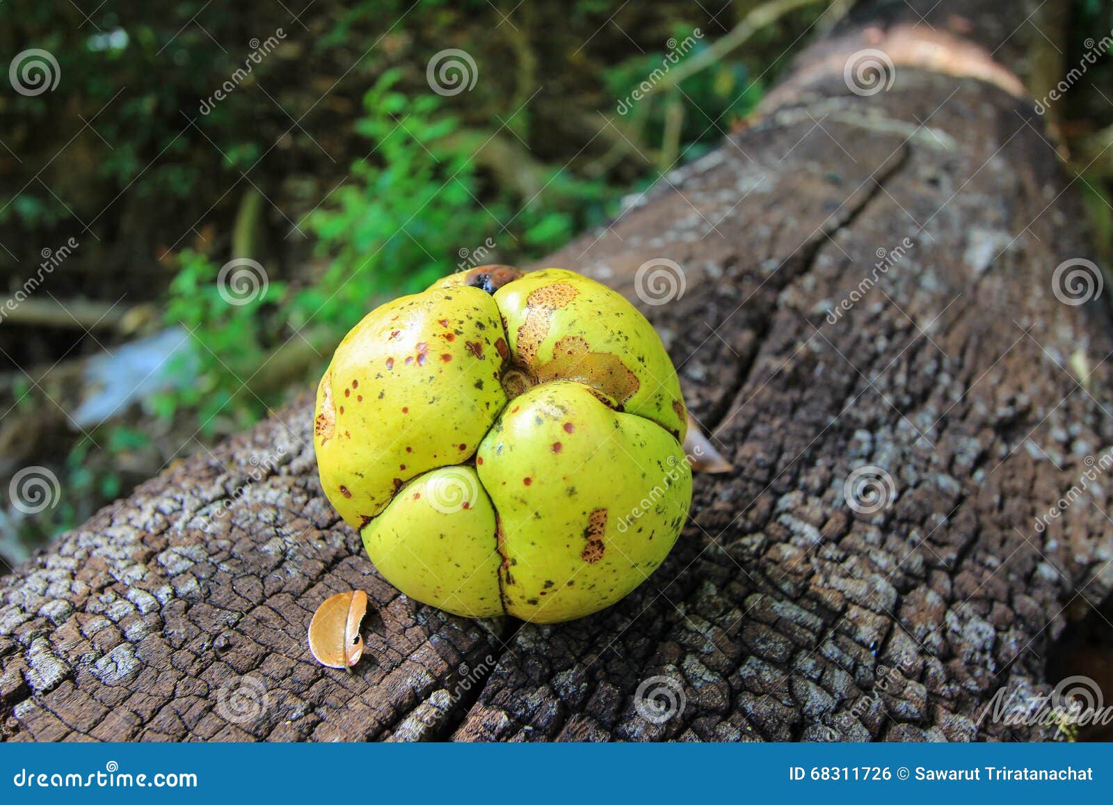 Wild fruit on a timber stock photo. Image of fruit, rocks - 68311726