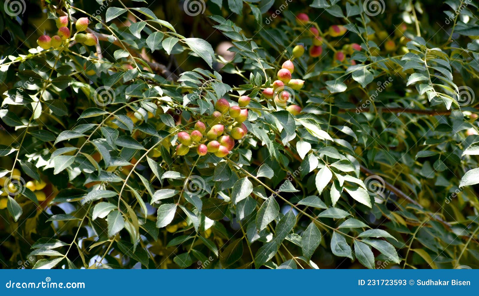 Curry Leaf Fruit on Tree Branches in the Garden Stock Image - Image of ...