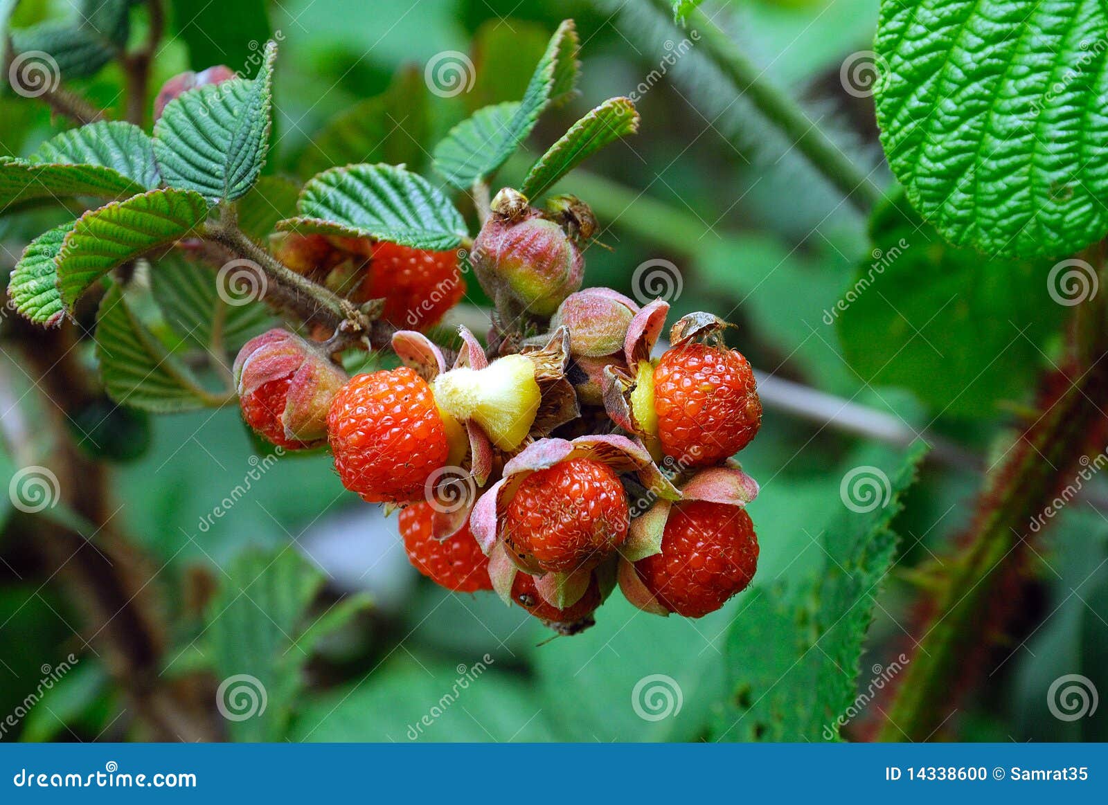 Wild fruits stock photo. Image of greenhouse, lots, forest - 14338600