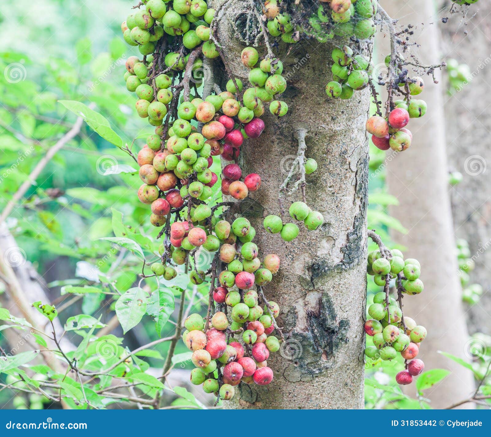 Wild fruits stock photo. Image of fruits, berries, flavour - 31853442