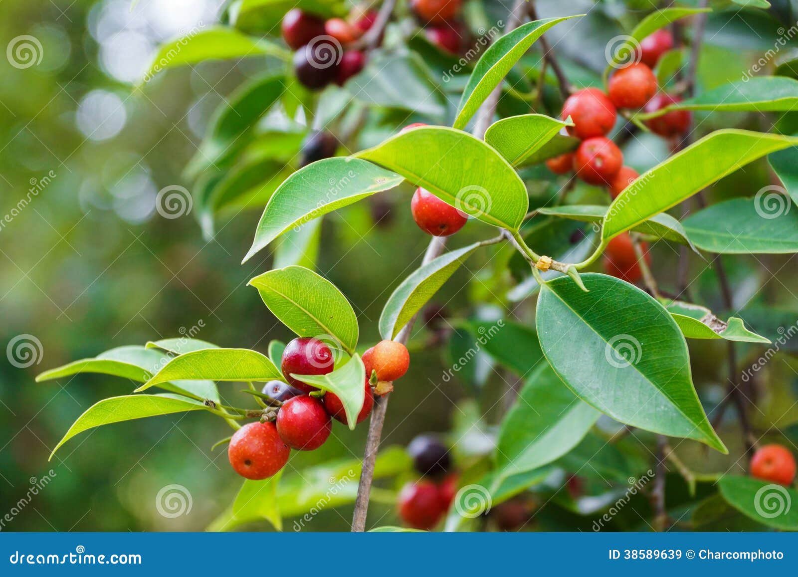Wild fruits stock image. Image of cultivated, beauty - 38589639