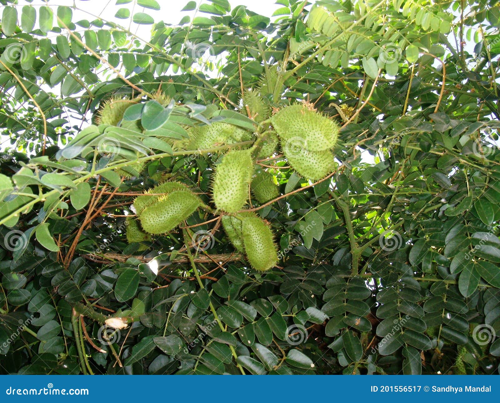 Wild fruits in a tree stock image. Image of green, spiny - 201556517