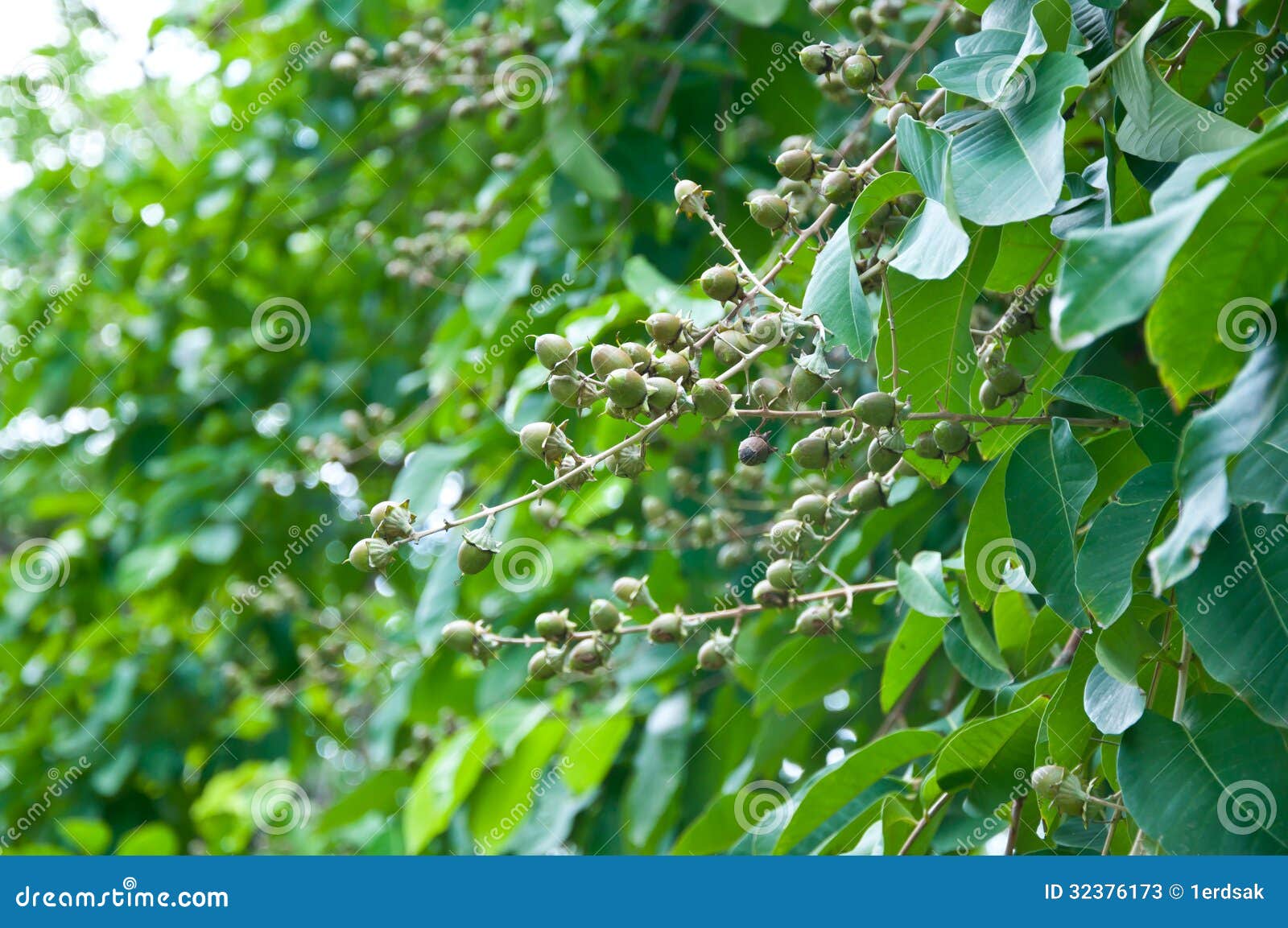 Wild fruits stock image. Image of beauty, evergreen, seasoning - 32376173