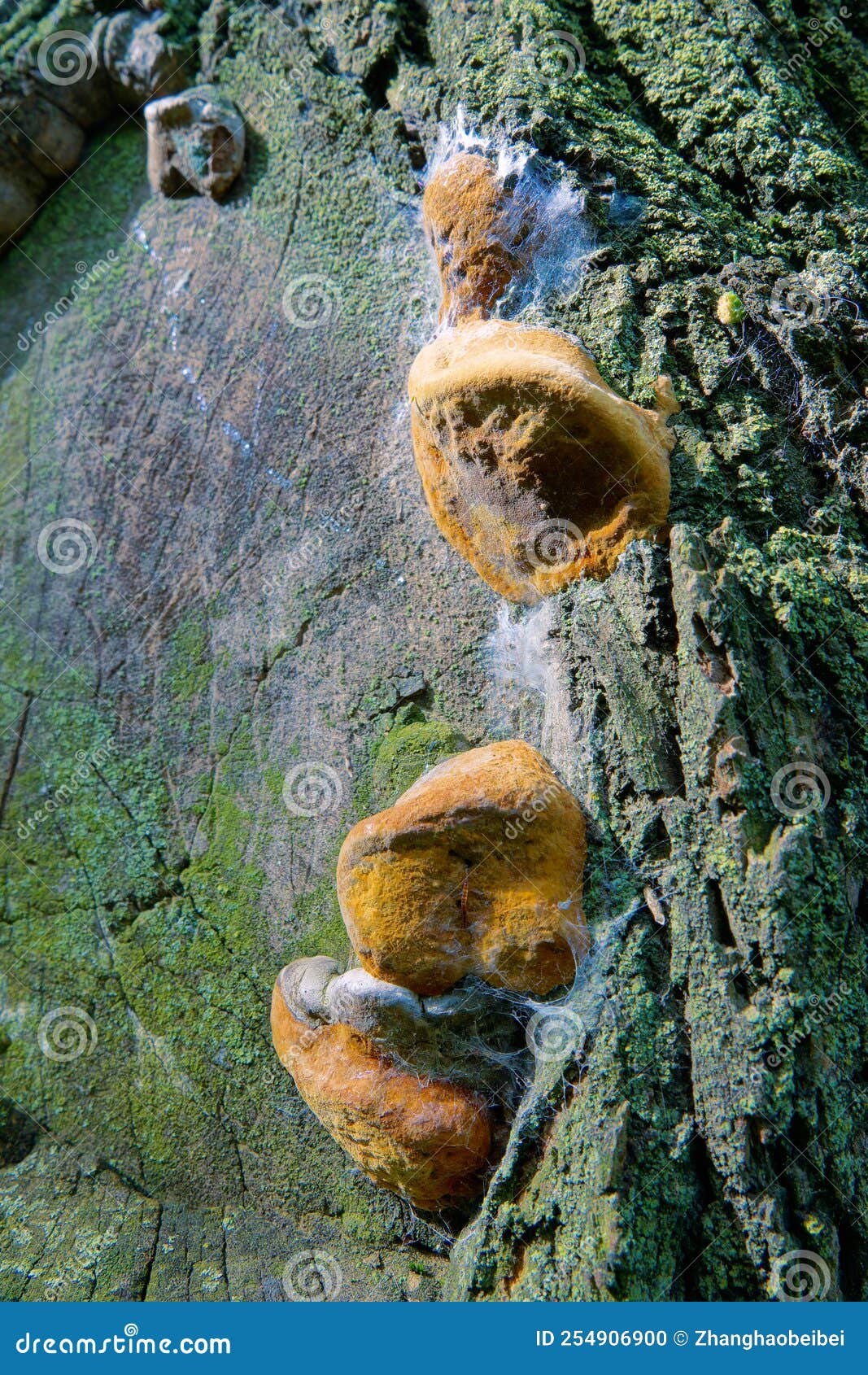 Tree tongue stock photo. Image of natural, wild, tree - 254906900