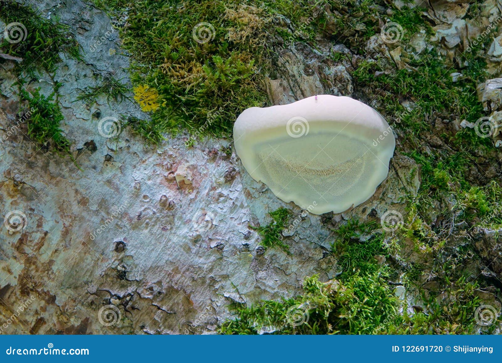 Wild fungoid stock photo. Image of sporophore, nature - 122691720