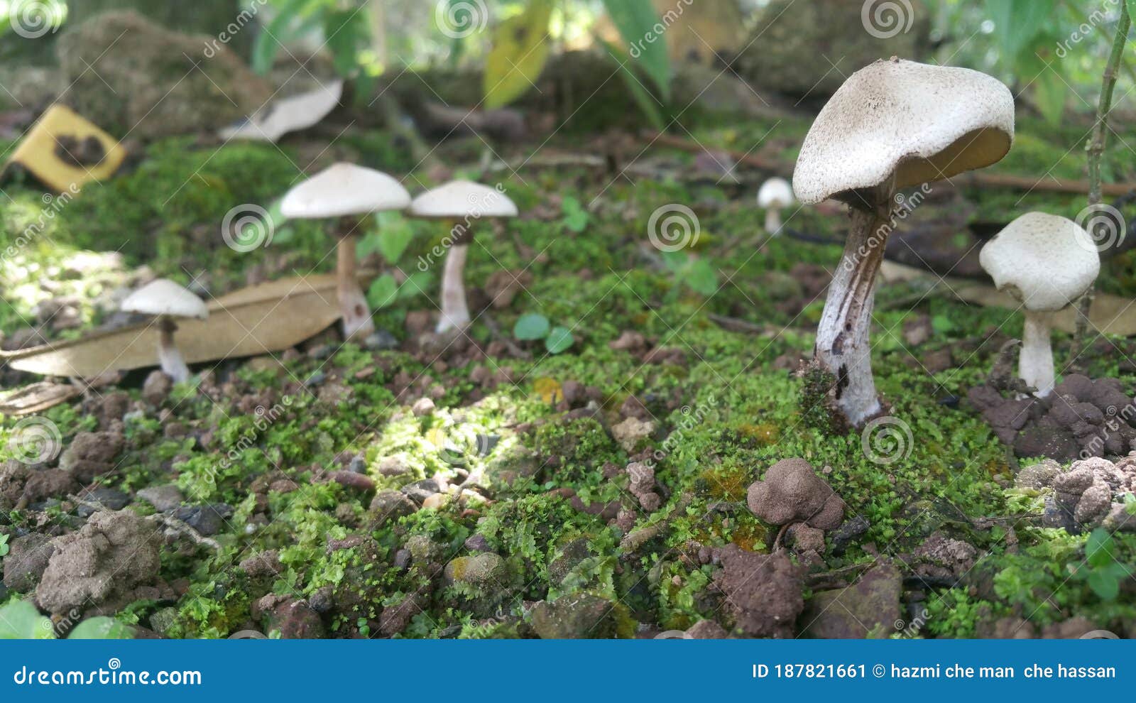 The Wild Fungus Grows on the Soft Ground Stock Image - Image of ...