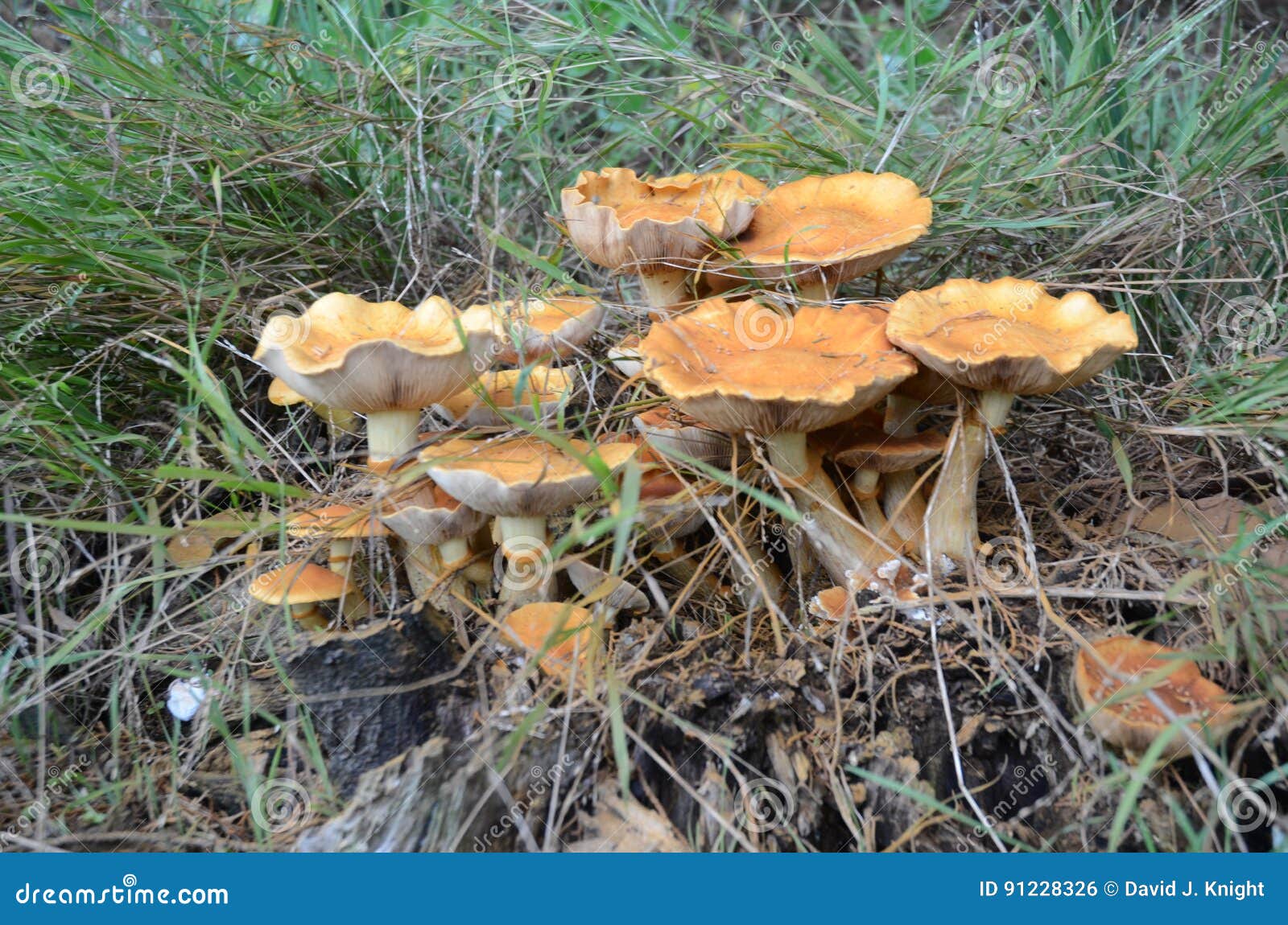 Wild Fungus Toad stools stock photo. Image of fresh, propagate - 91228326