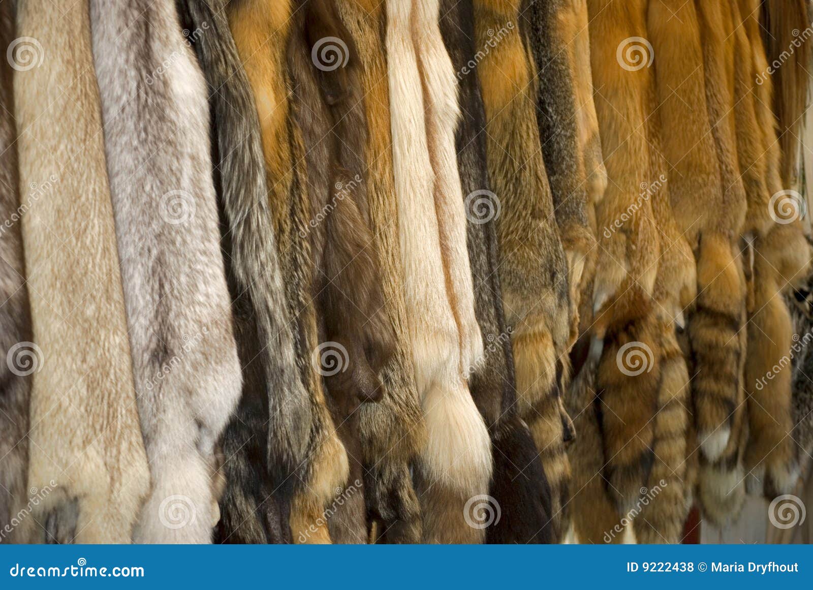 Wild Fur stock photo. Image of tail, hang, animal, rich - 9222438