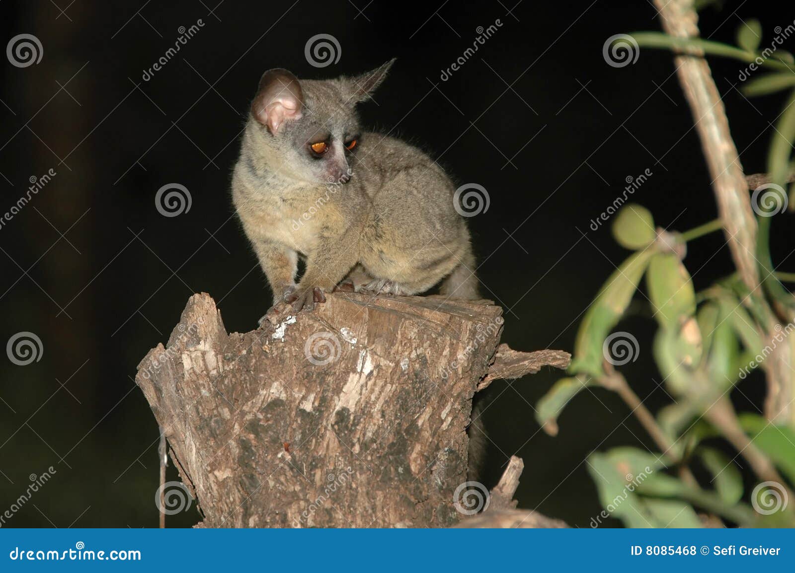 Wild Galago (Bush Baby) in the Dark Stock Photo - Image of ears, babys ...
