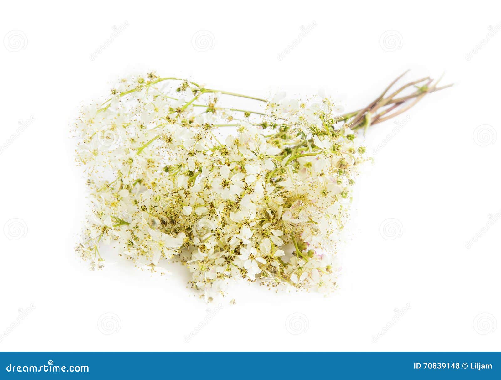 Wild Galium Medicinal Flowers Isolated Stock Photo - Image of odoratum ...