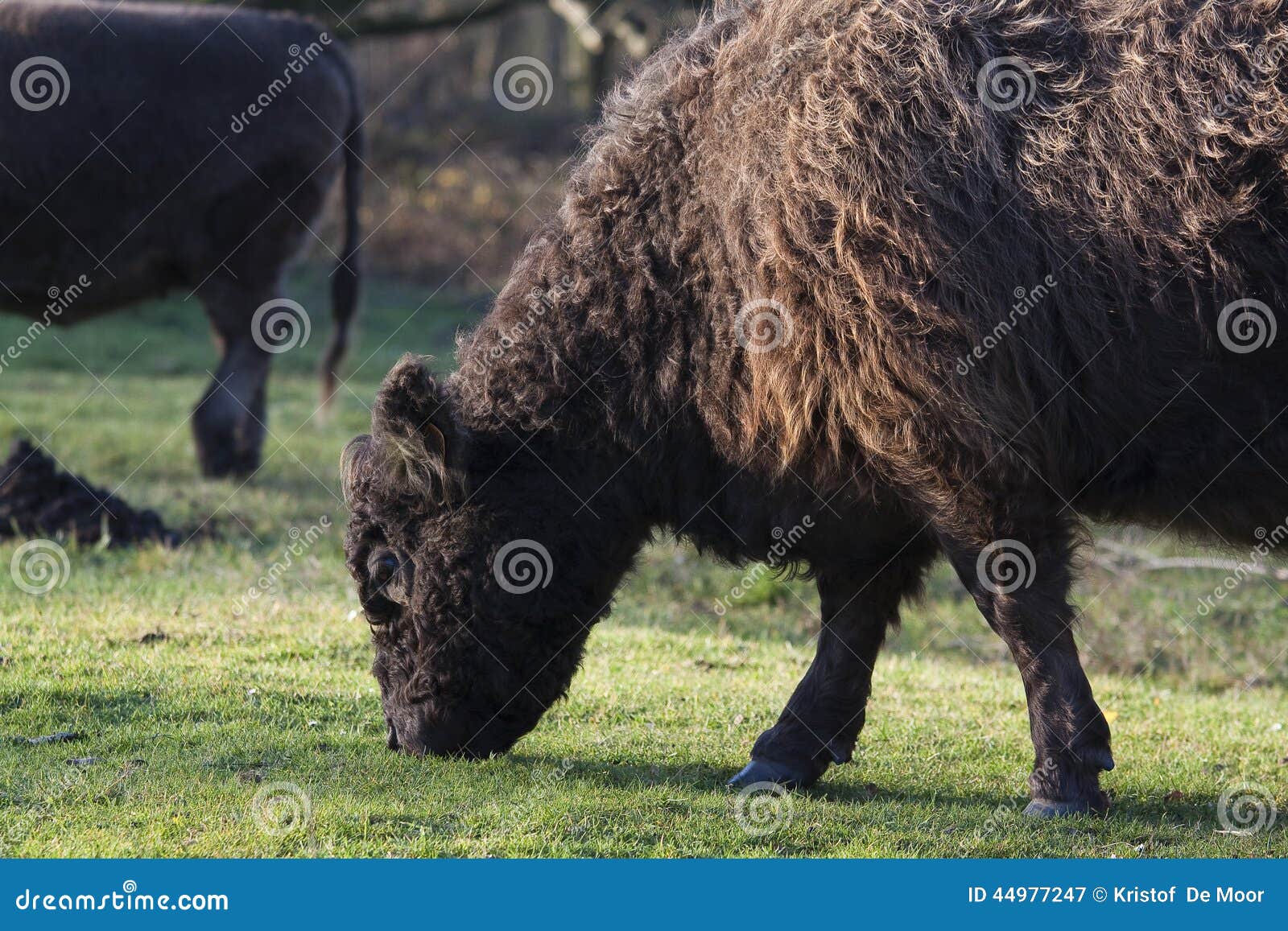 Wild Galloway Cow Grazing in Nature Stock Image - Image of schotland ...