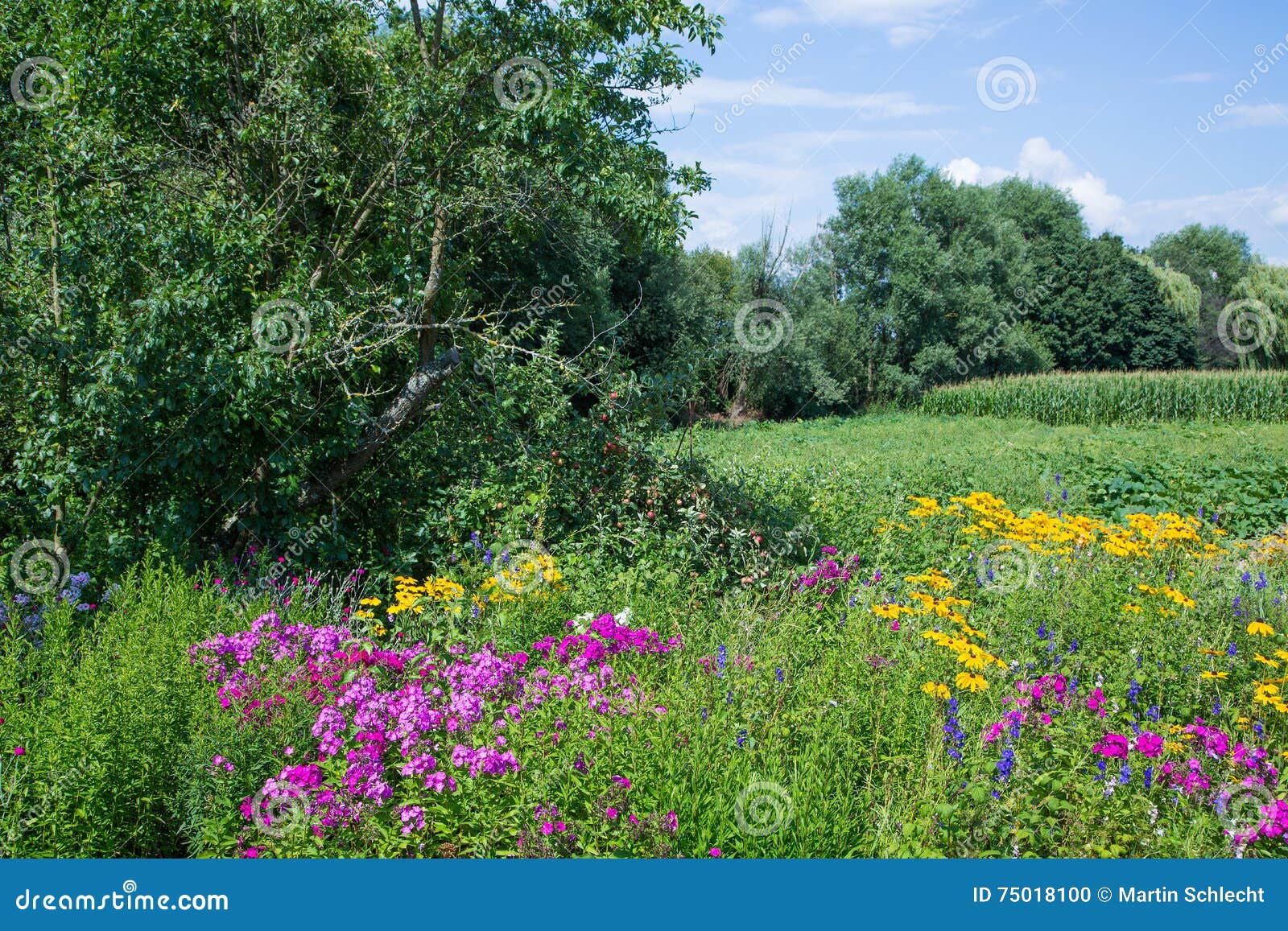 Wild garden stock photo. Image of green, summer, agriculture - 75018100