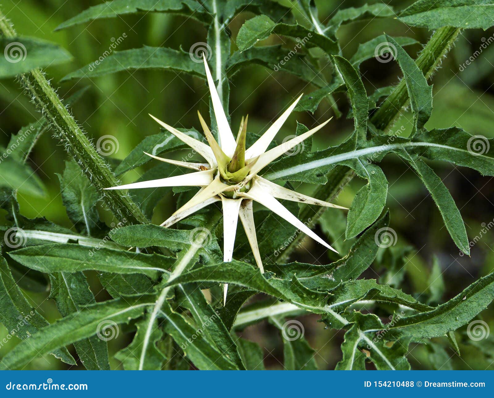Flowers and Trees of Bulgaria Stock Photo - Image of closeup, trees ...