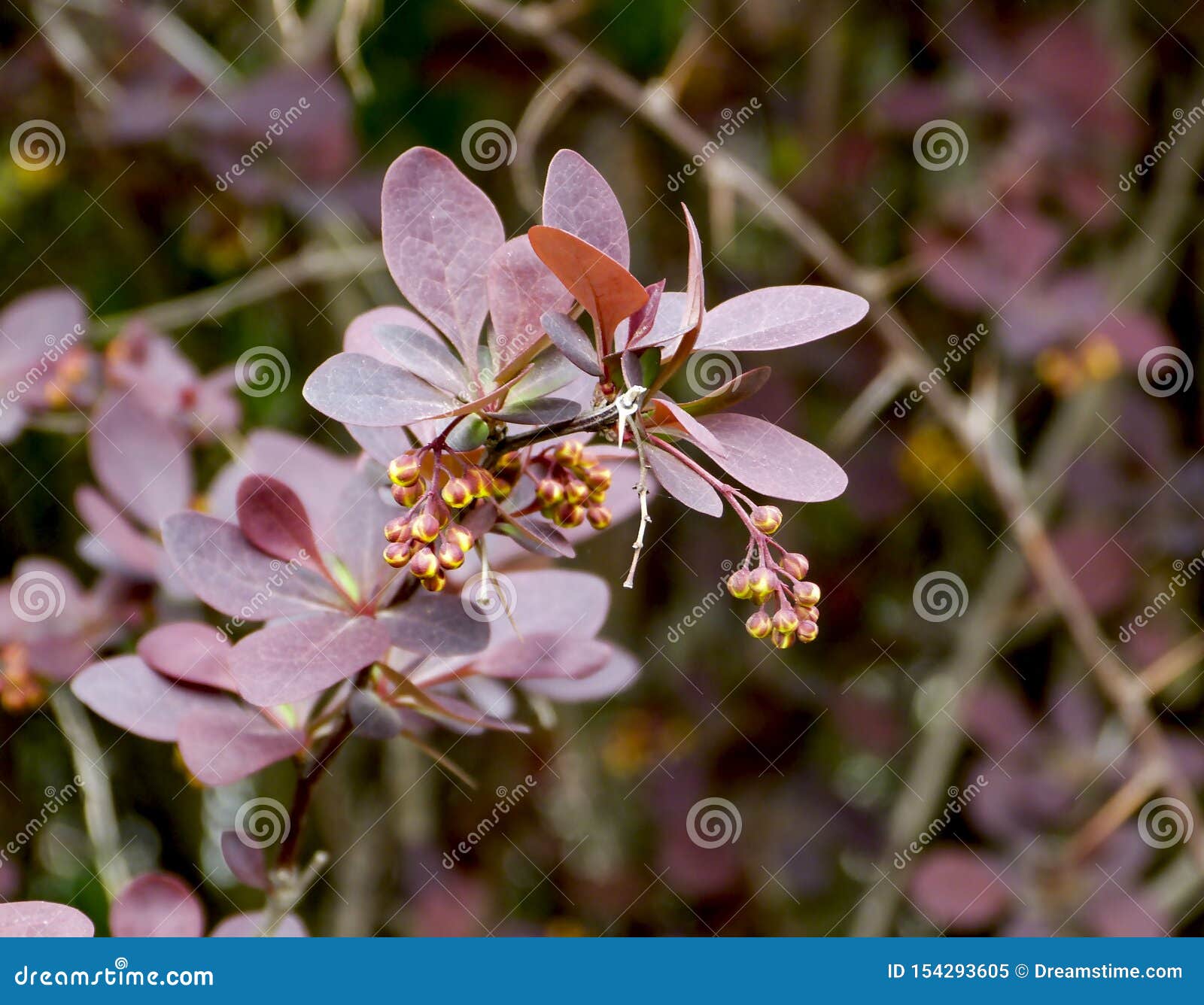 Flowers and Trees of Bulgaria Stock Image - Image of shrub, plant ...
