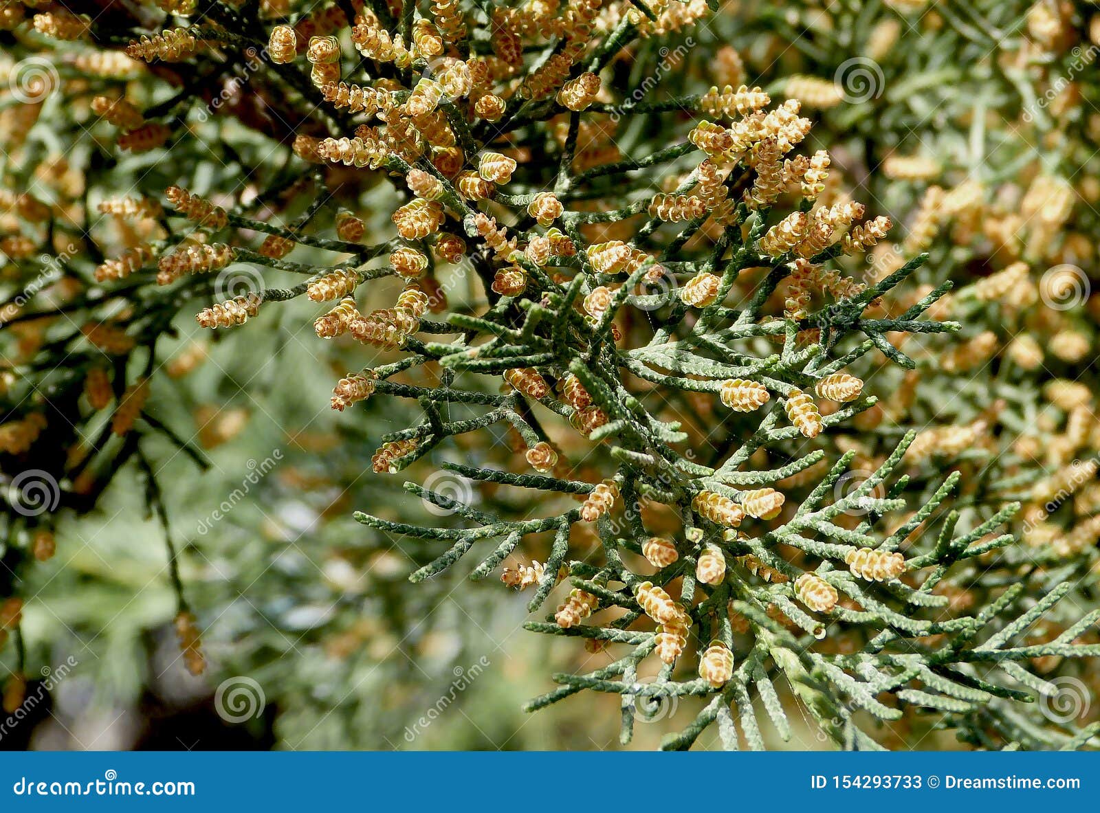 Flowers and Trees of Bulgaria Stock Image - Image of beautiful, field ...