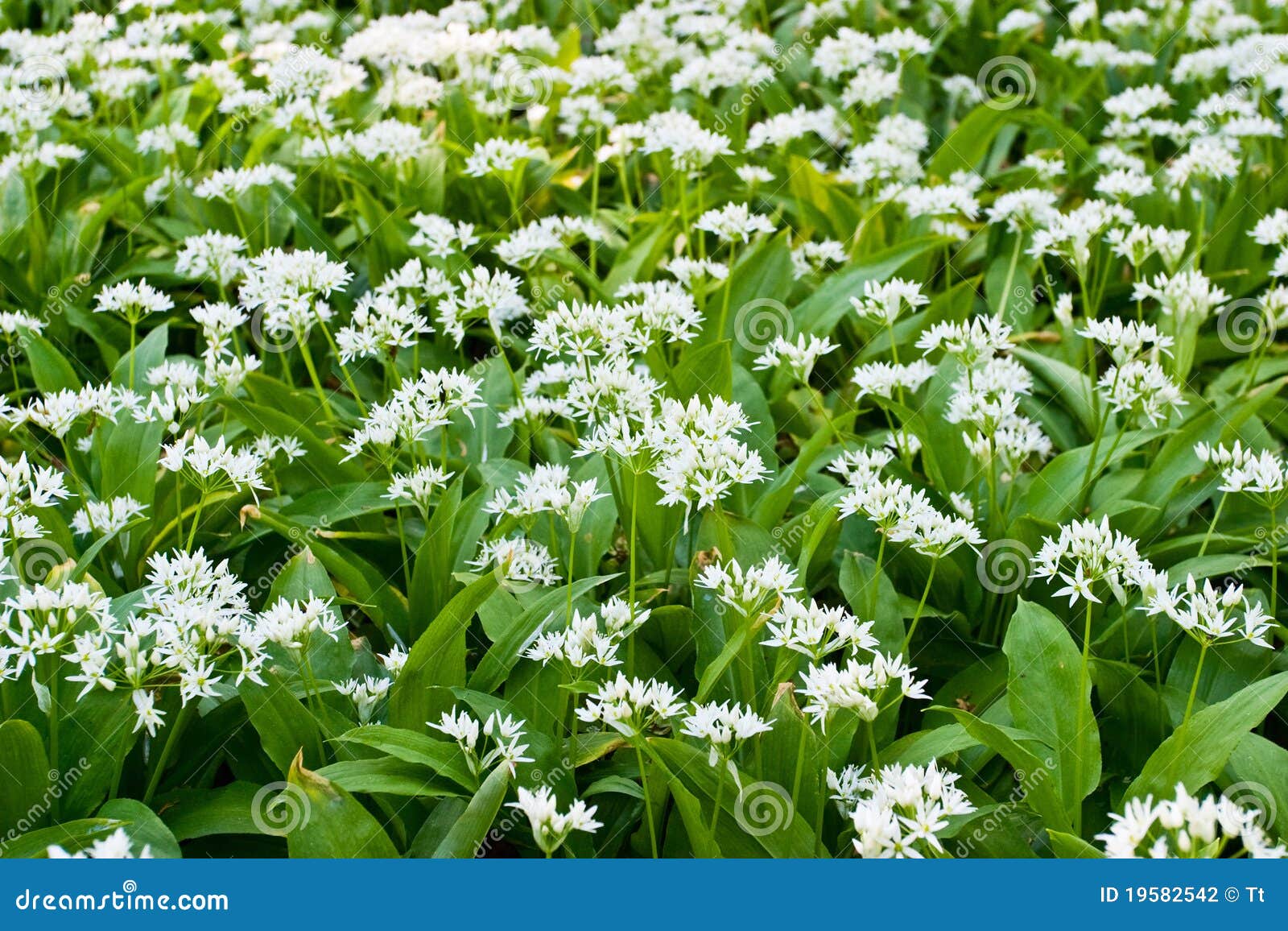Wild garlic stock photo. Image of glade, beauty, summer - 19582542