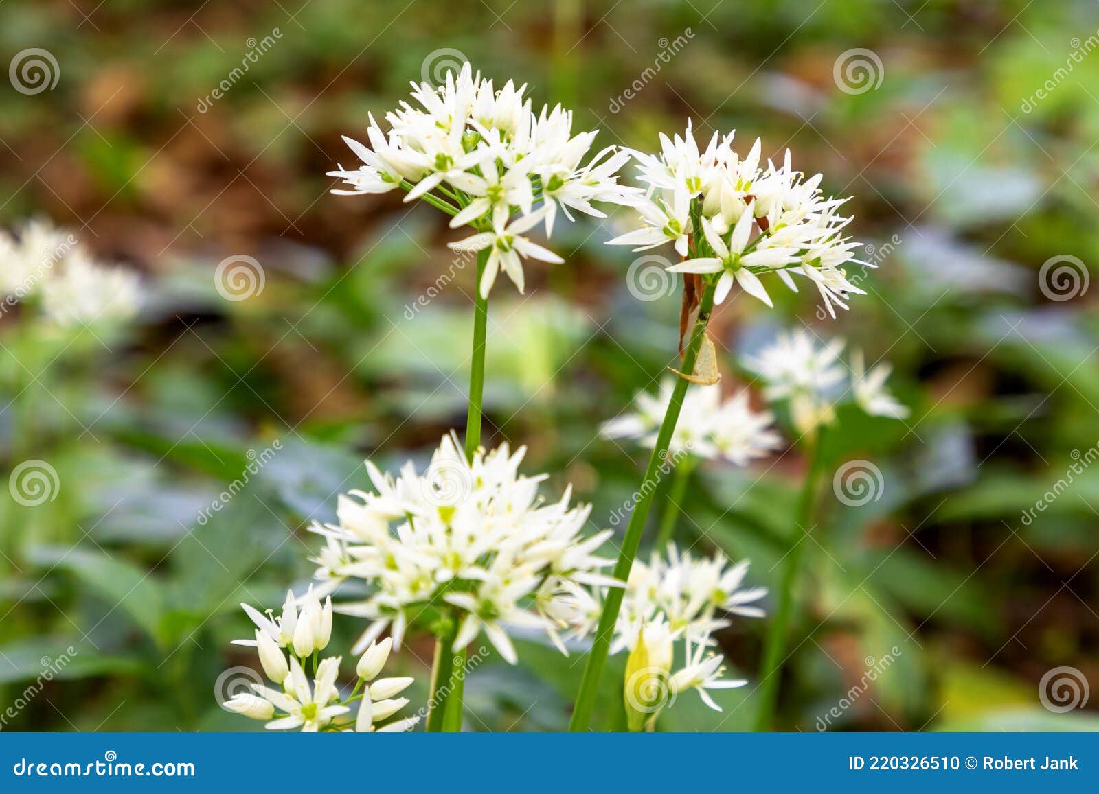 Wild Garlic Bloom in Hainich National Park Stock Photo - Image of herb ...