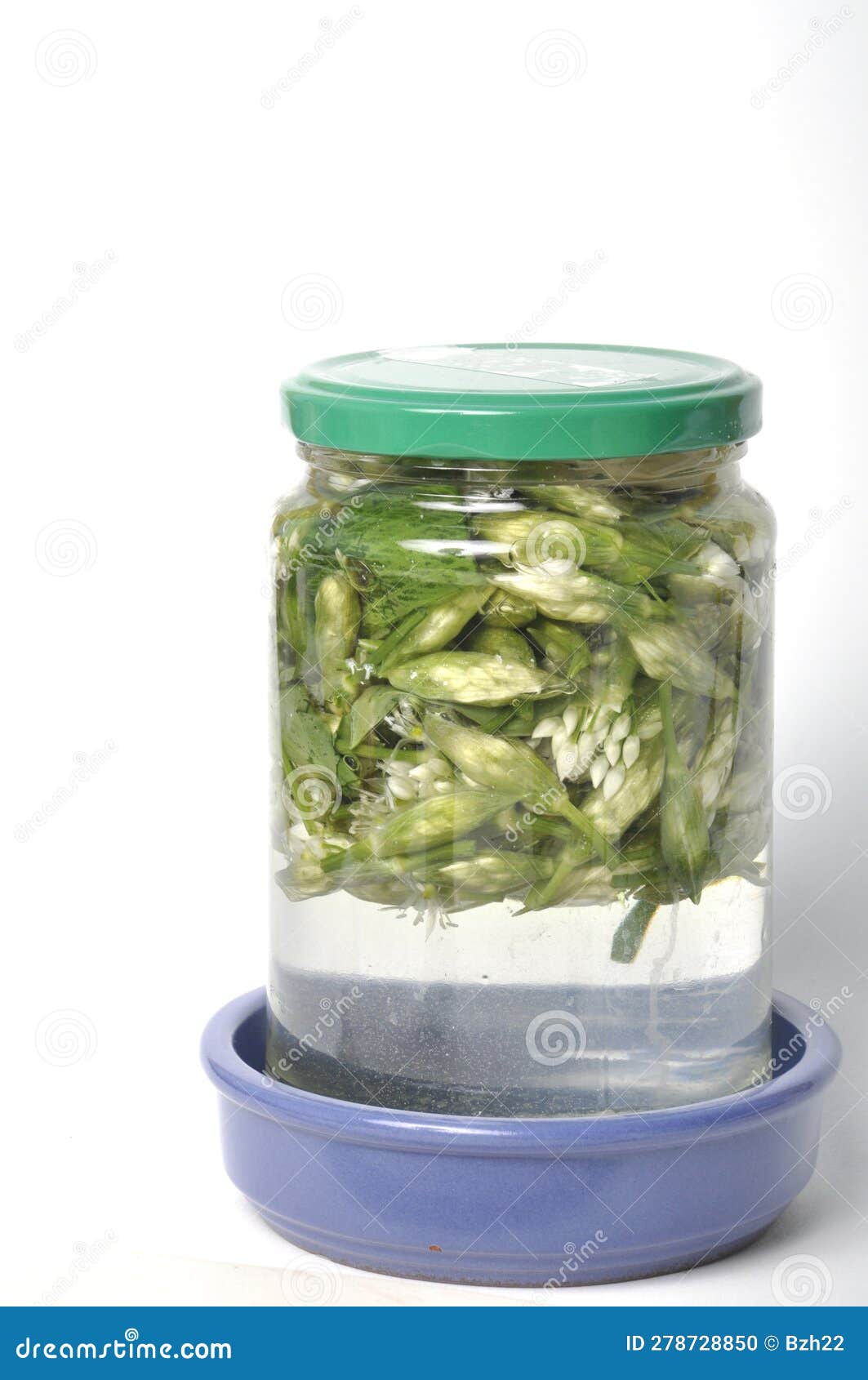 Wild Garlic Flower Bud in Lacto Fermented Stock Photo - Image of flower ...