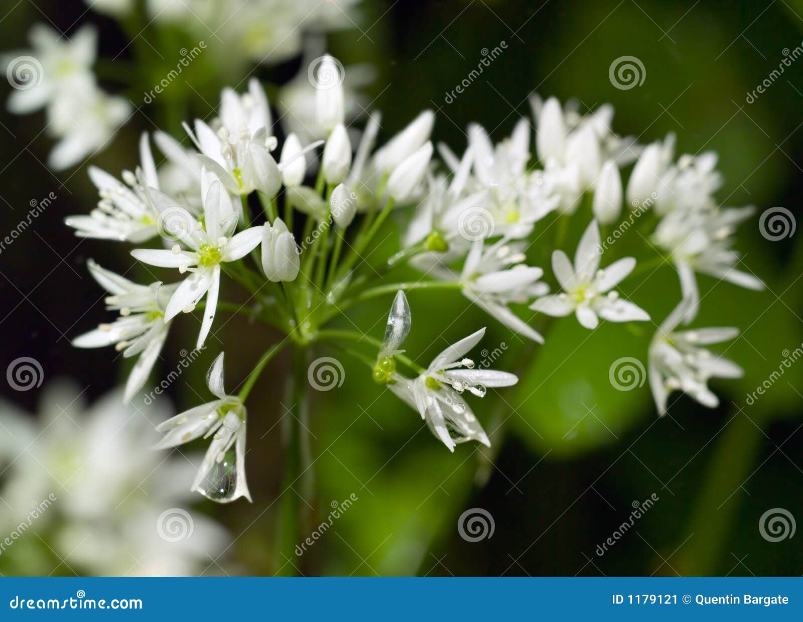 Wild Garlic Flowers in Spring Laden with Dew Stock Image - Image of ...