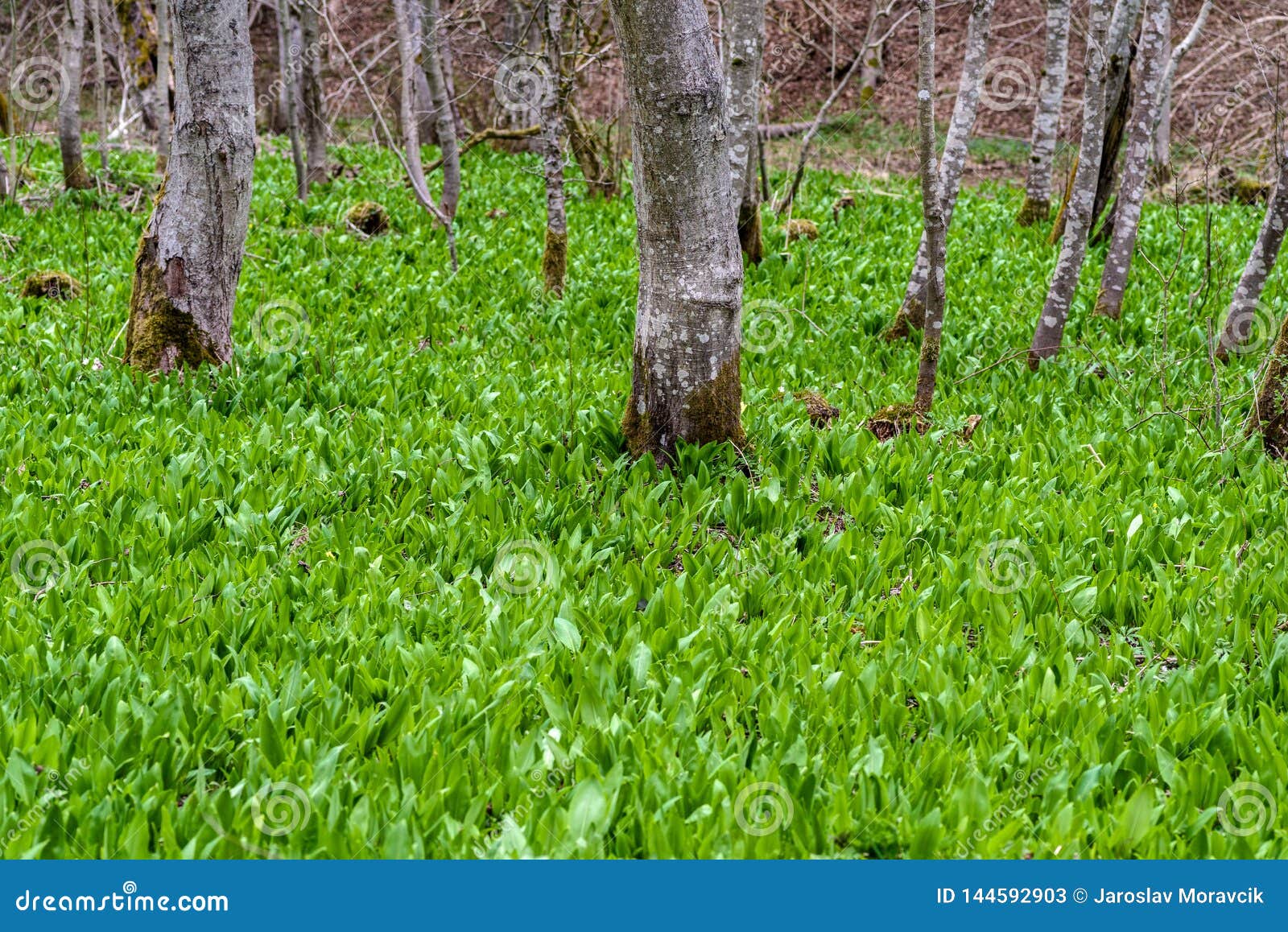 Wild Garlic Ramson or Bear Garlic Growing in Forest Stock Image - Image ...