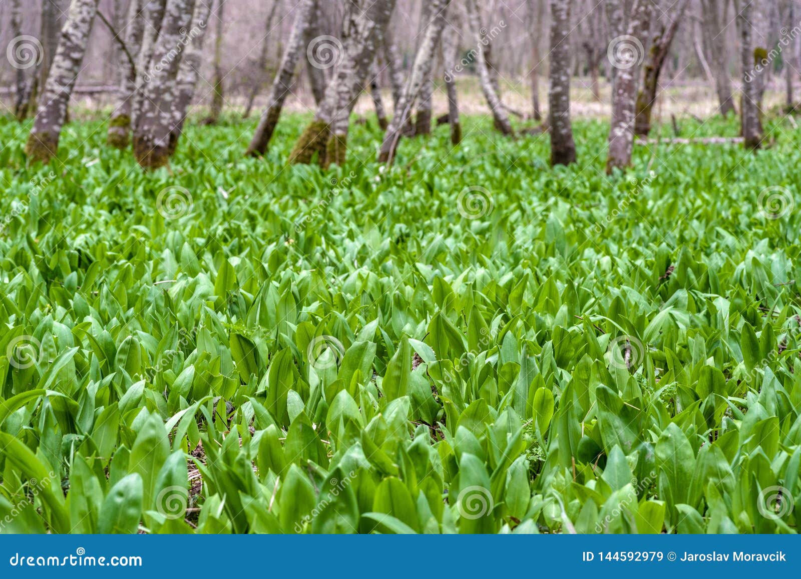 Wild Garlic Ramson or Bear Garlic Growing in Forest Stock Image - Image ...