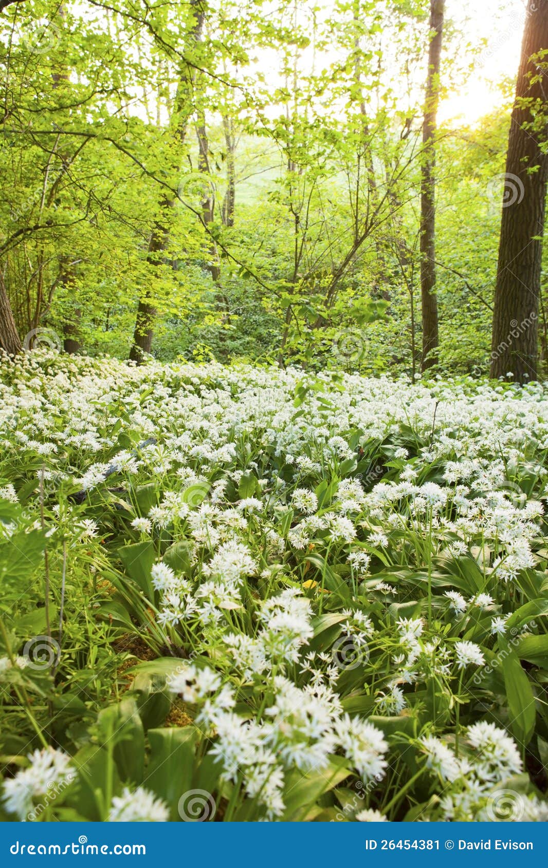 Wild garlic in spring. stock image. Image of multitude - 26454381