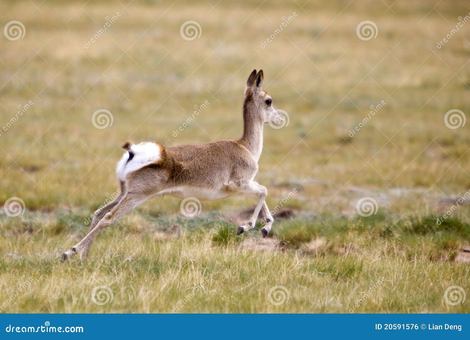 Baby Gazelle Running