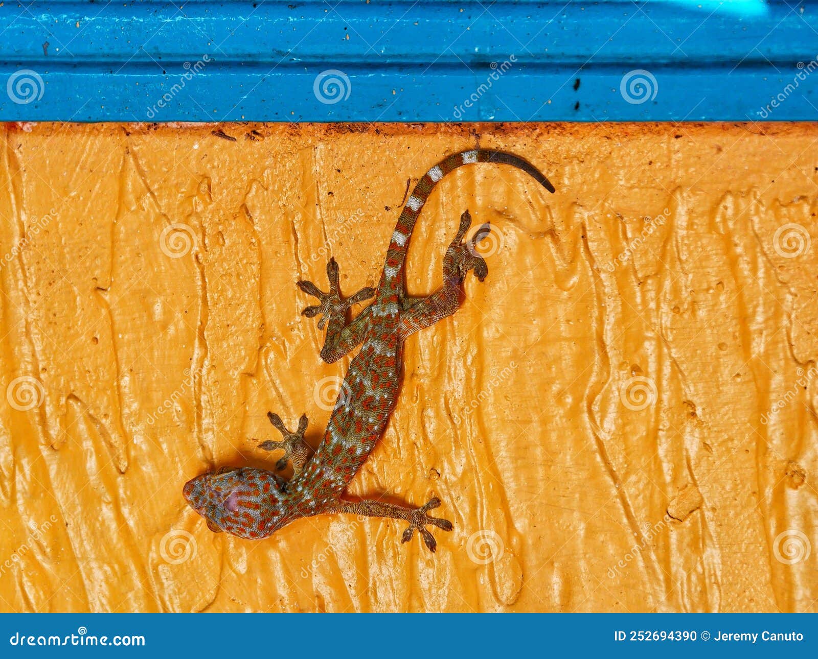 Wild Gecko in Vietnam stock photo. Image of amphibian - 252694390