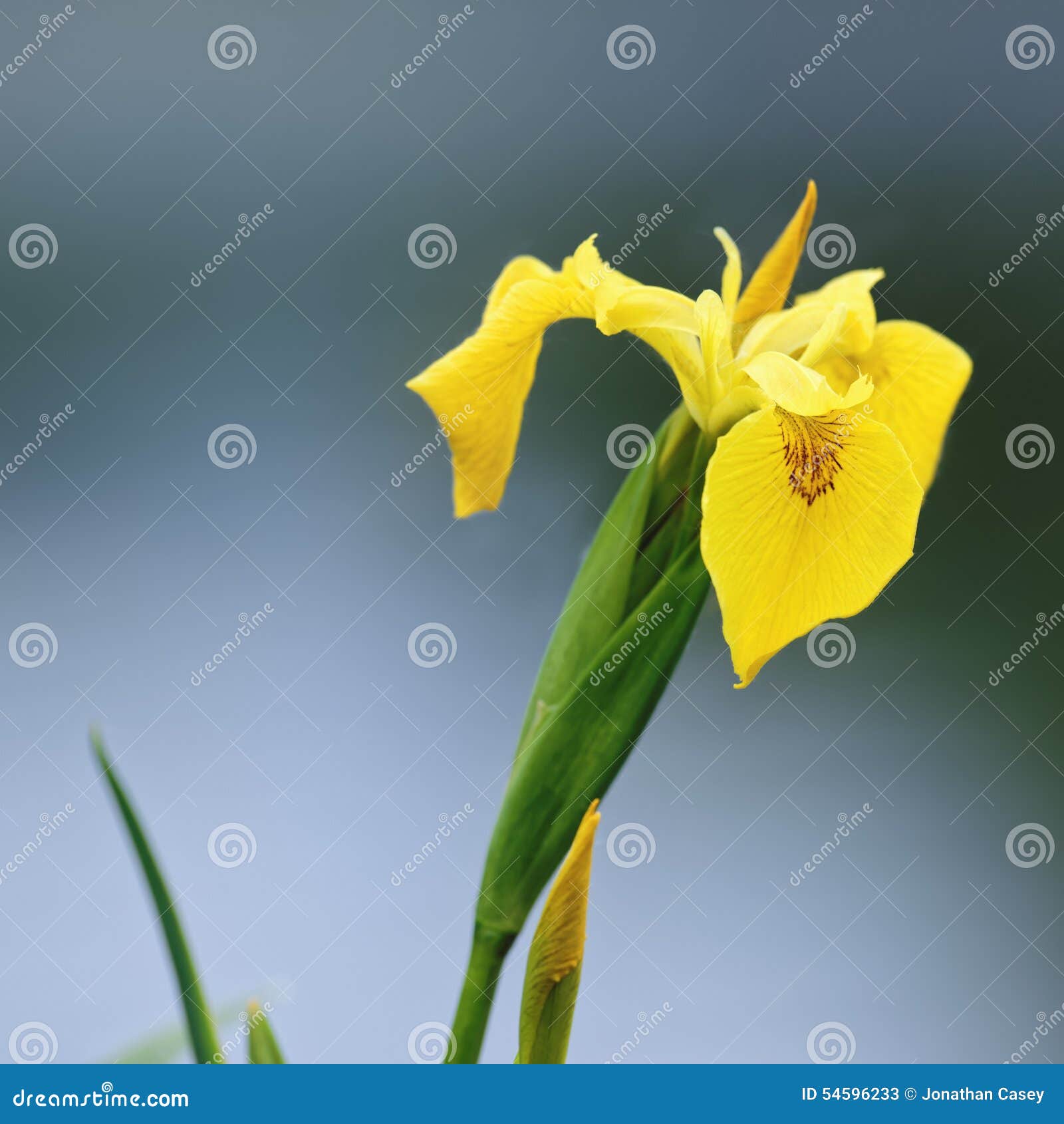 Wild Geel lis (Gele Vlag) stock afbeelding. Image of stam - 54596233