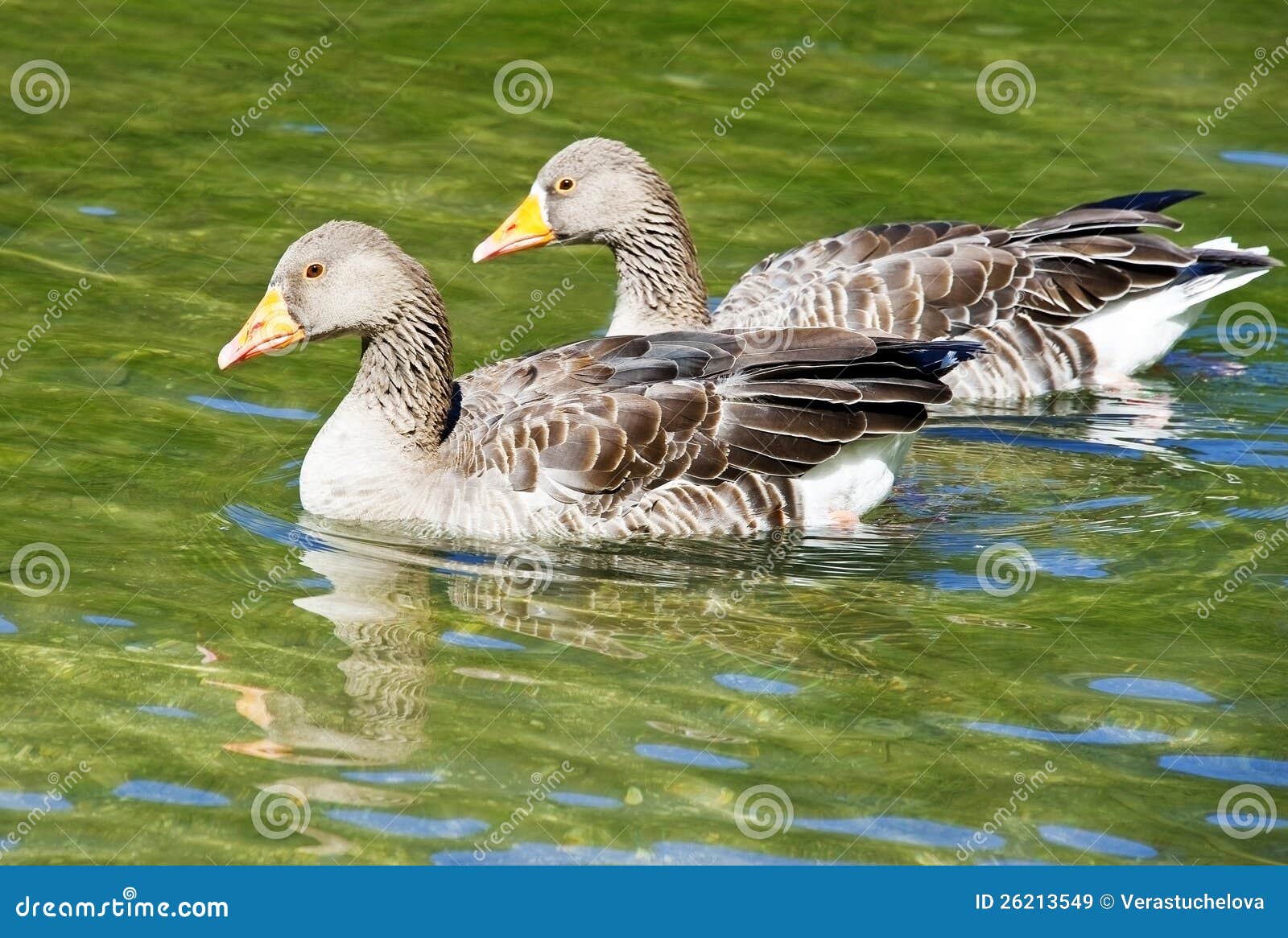 Wild geese stock image. Image of outdoors, beak, lake - 26213549