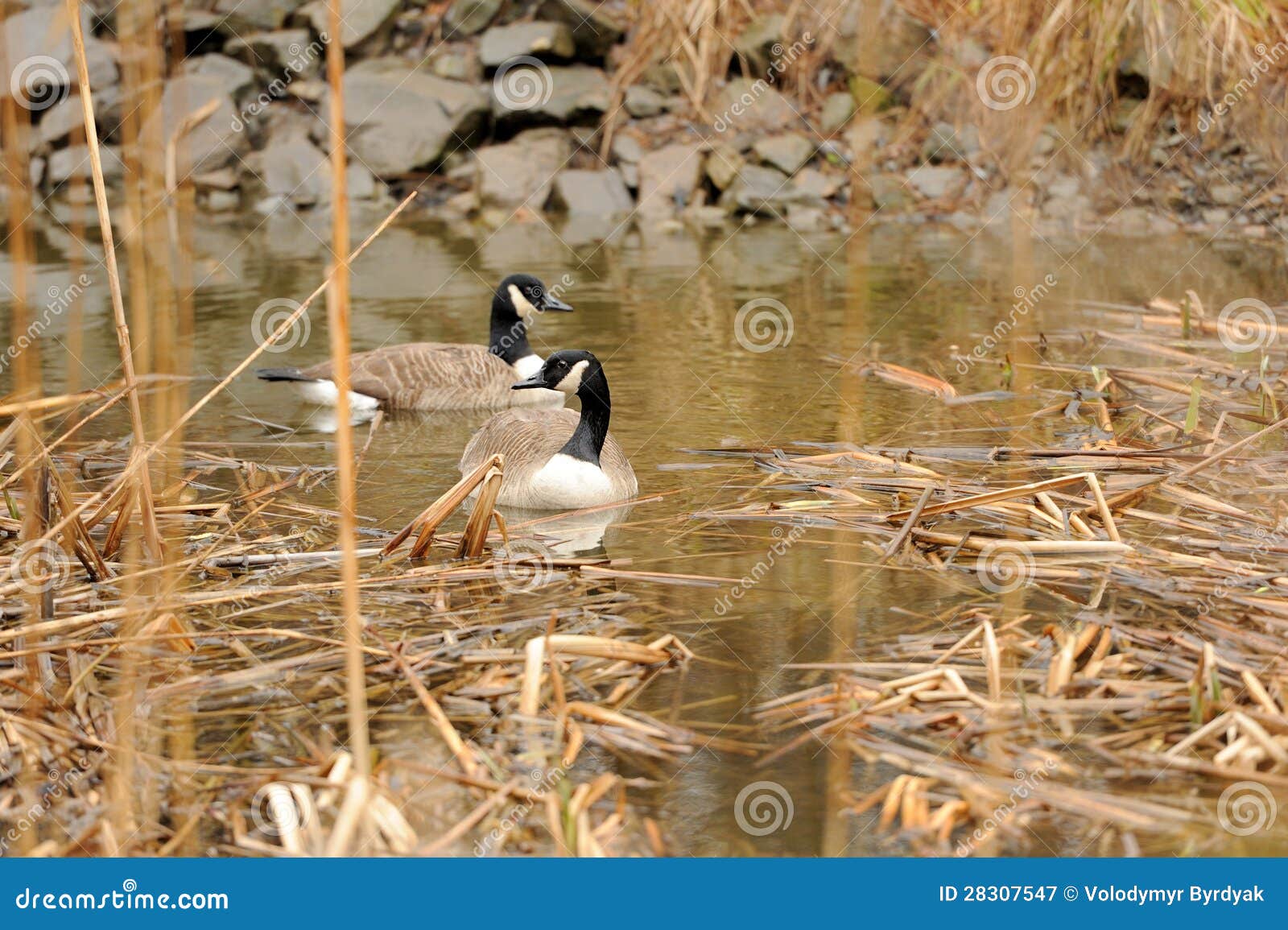 Wild geese stock image. Image of wild, flying, feather - 28307547