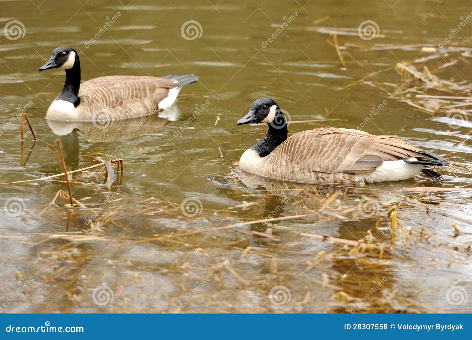 Wild Geese Royalty Free Stock Photos - Image: 28307558