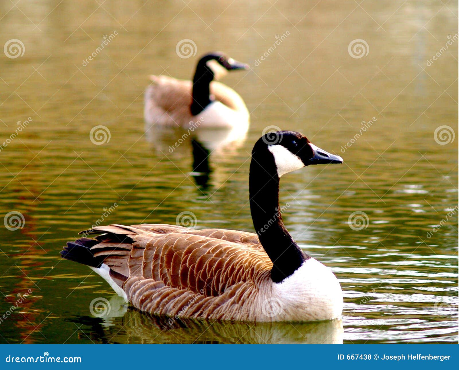 Wild Geese stock photo. Image of swim, serenity, wildlife - 667438