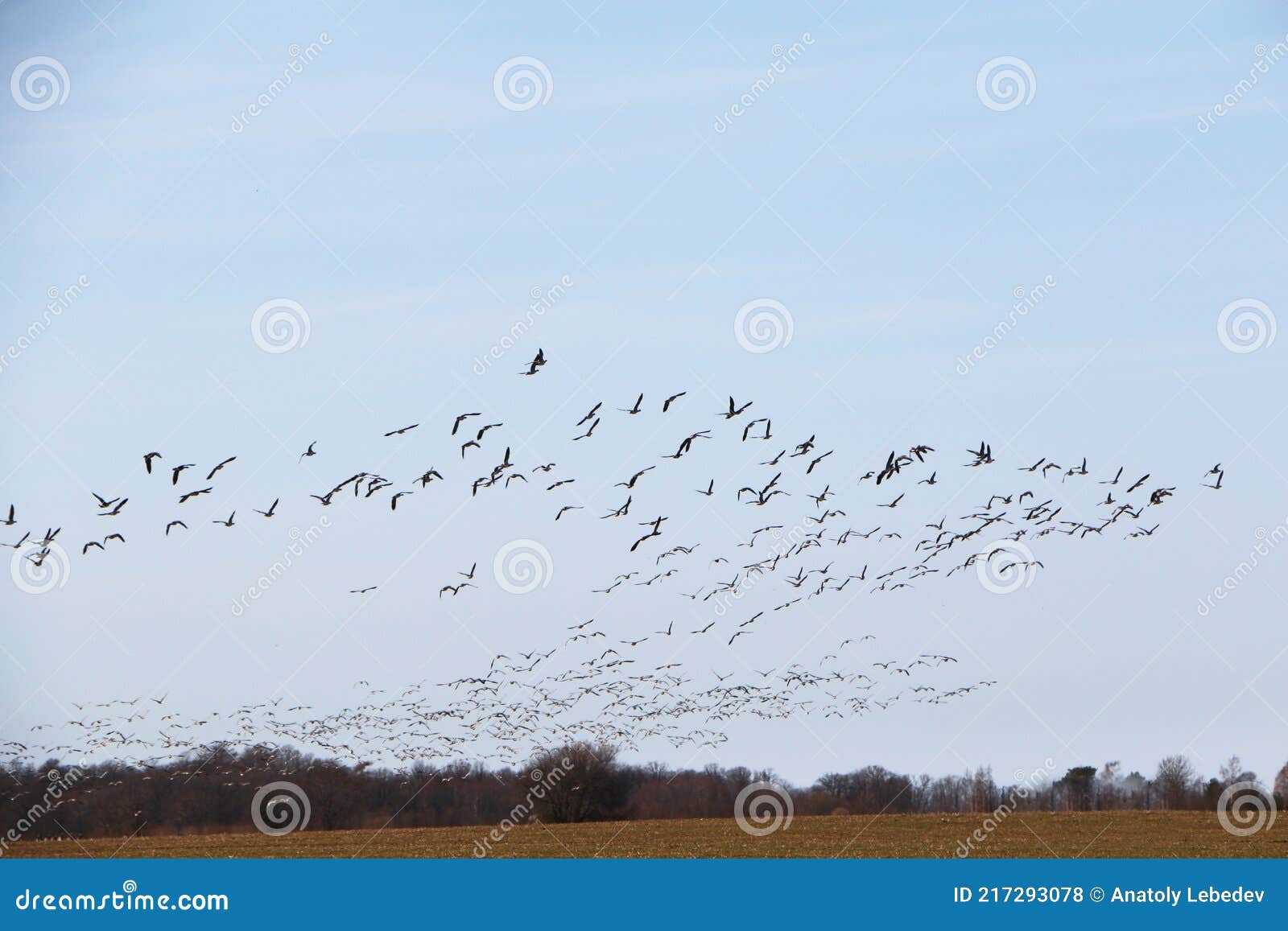Wild Geese on a Background of Blue Sky Make a Spring Migration Stock ...