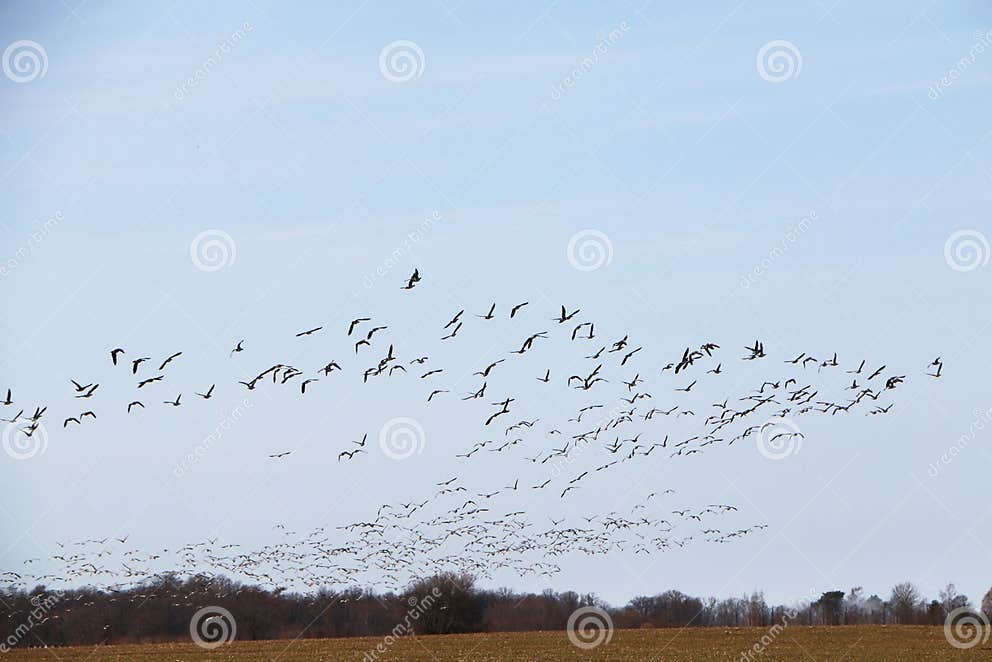 Wild Geese on a Background of Blue Sky Make a Spring Migration Stock ...