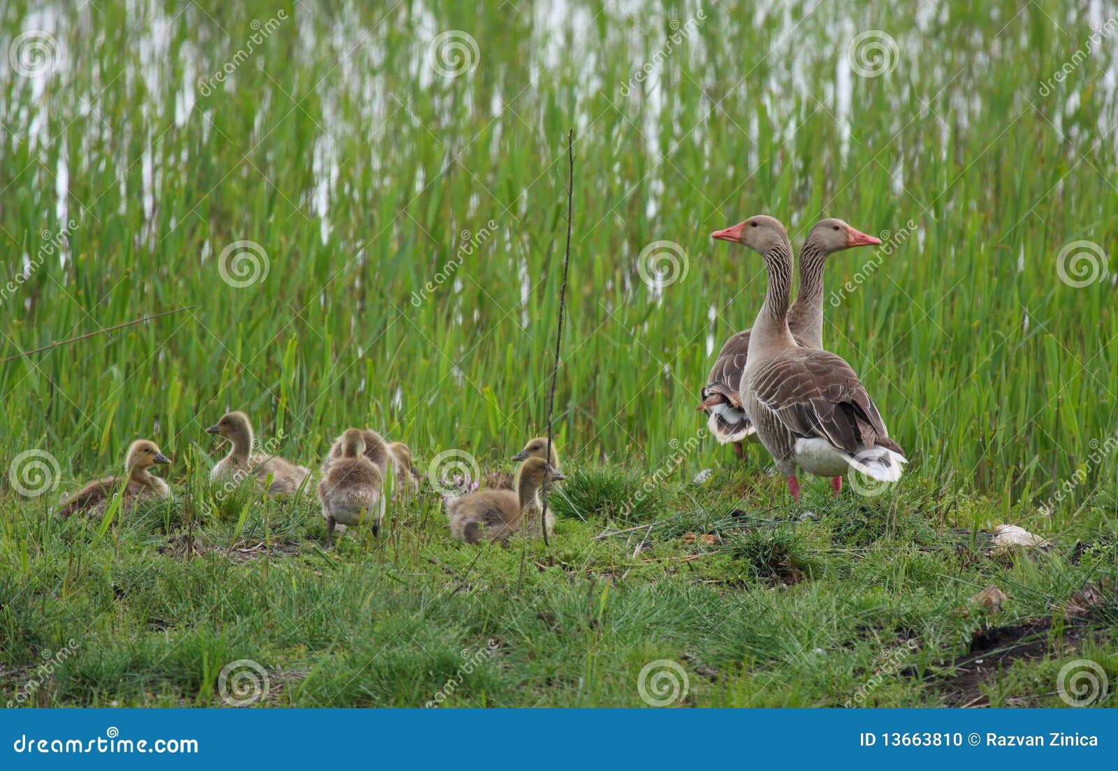 Wild Geese with chicks stock photo. Image of reed, nest - 13663810