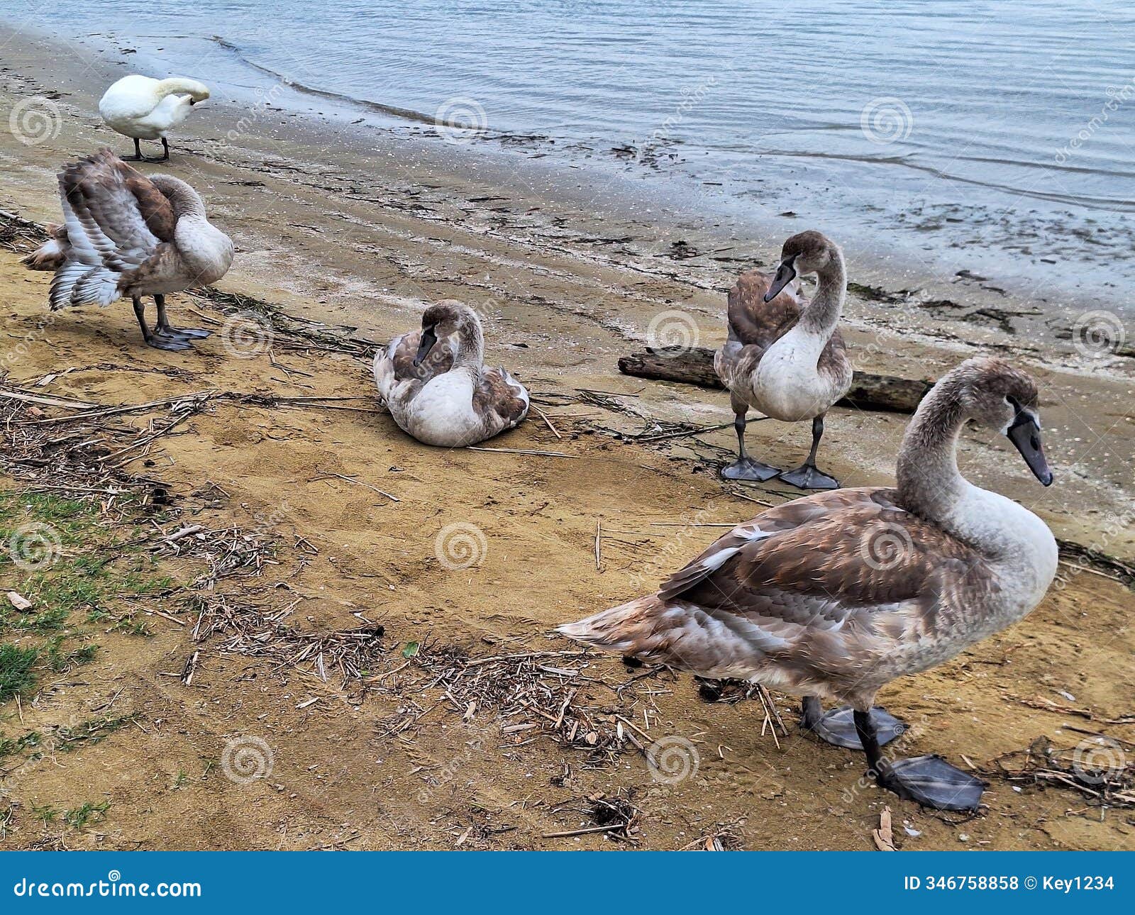 Wild Geese Clean Their Feathers on the River Bank Stock Photo - Image ...