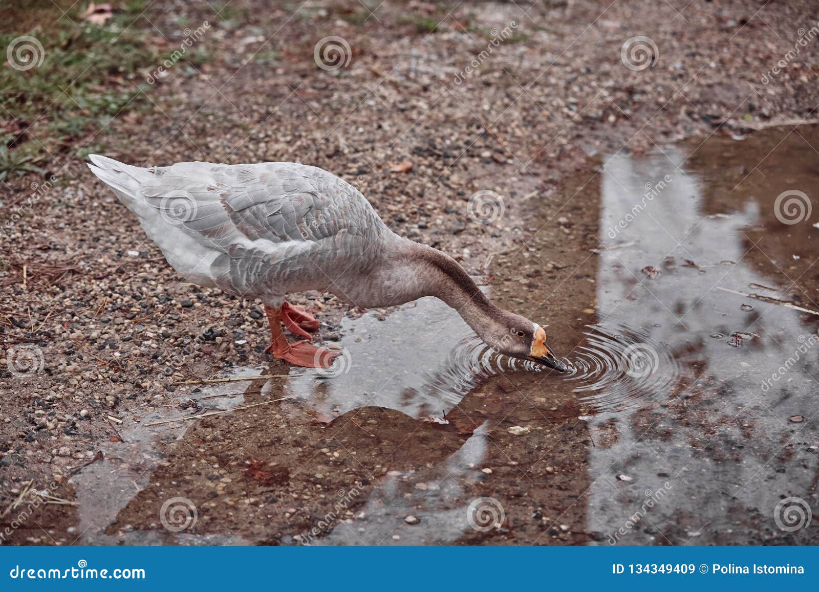Wild Geese and Ducks Coexist with People Walking Stock Image - Image of ...