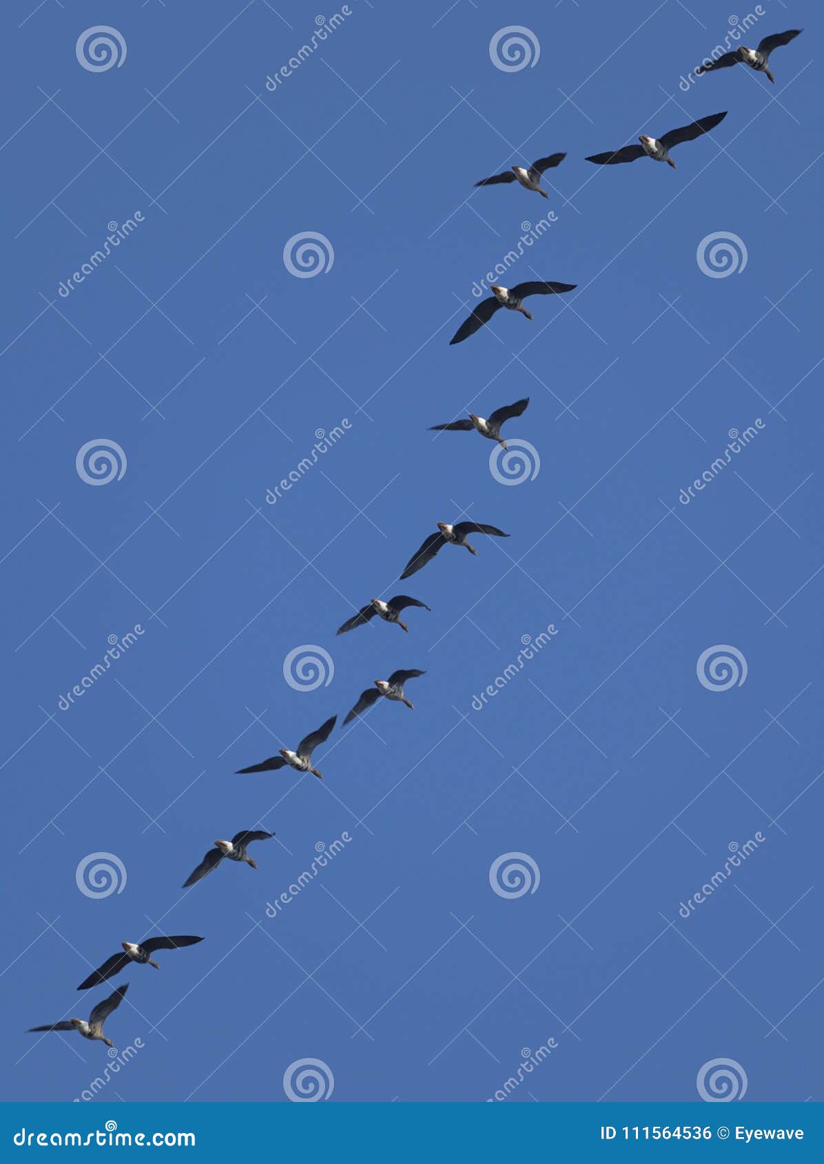 Wild geese in flight stock photo. Image of goose, flock - 111564536