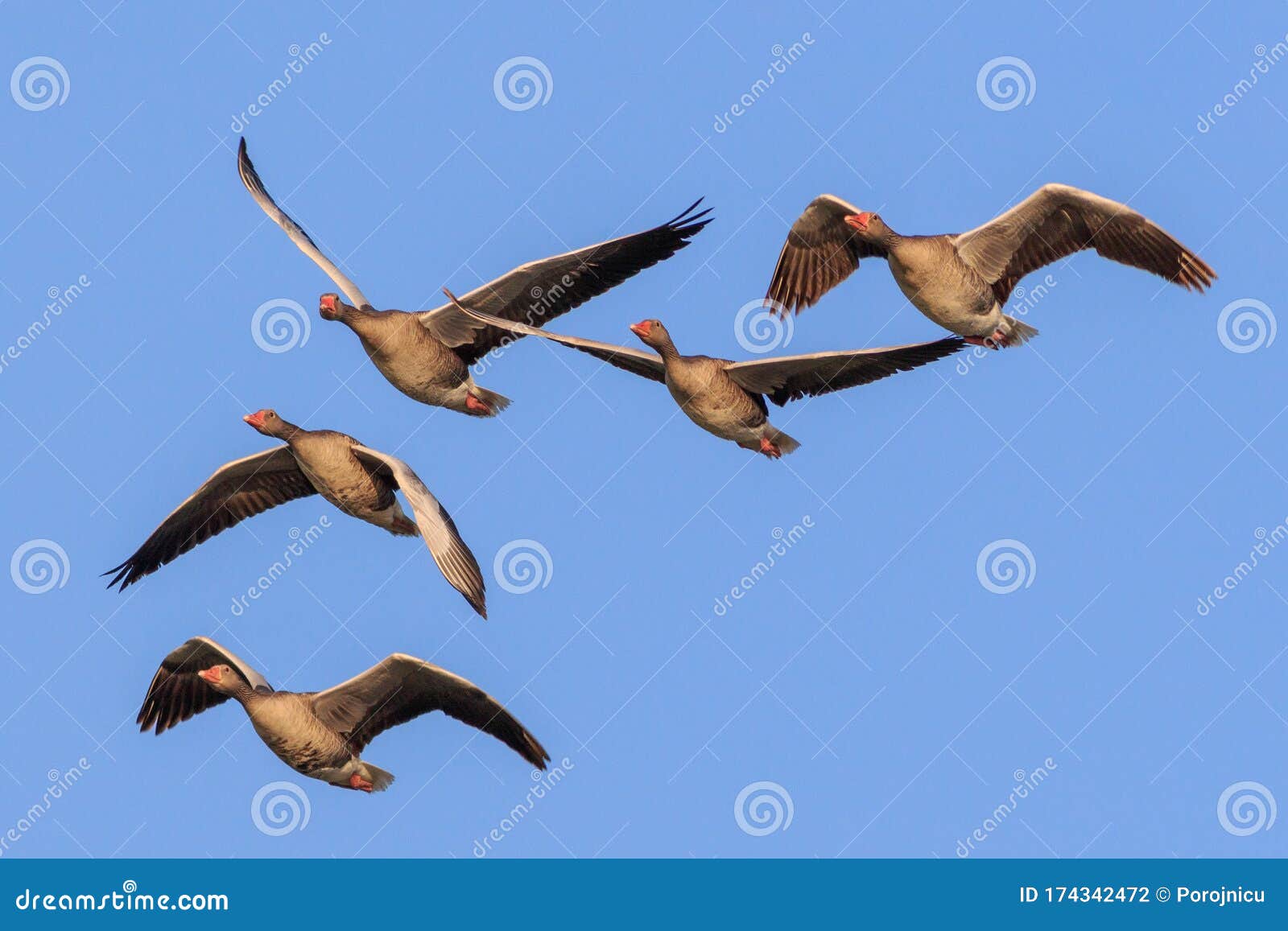 Wild geese in flight stock photo. Image of migration - 174342472