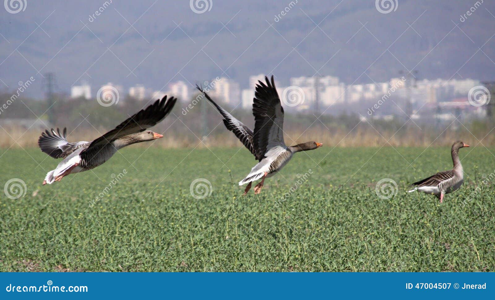 Wild geese in flight stock image. Image of migrating - 47004507