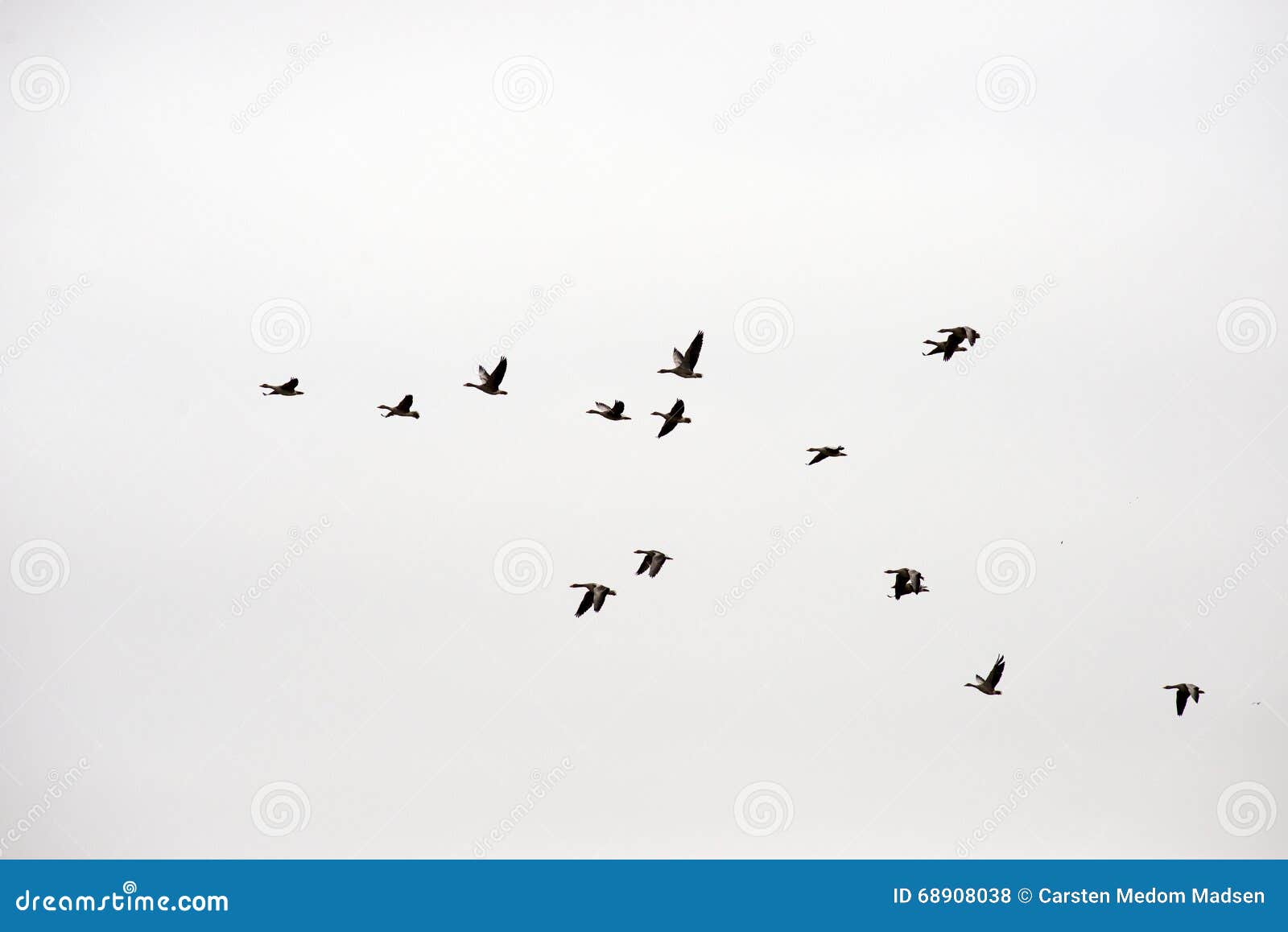 Wild Geese stock photo. Image of flying, gliding, movement - 68908038