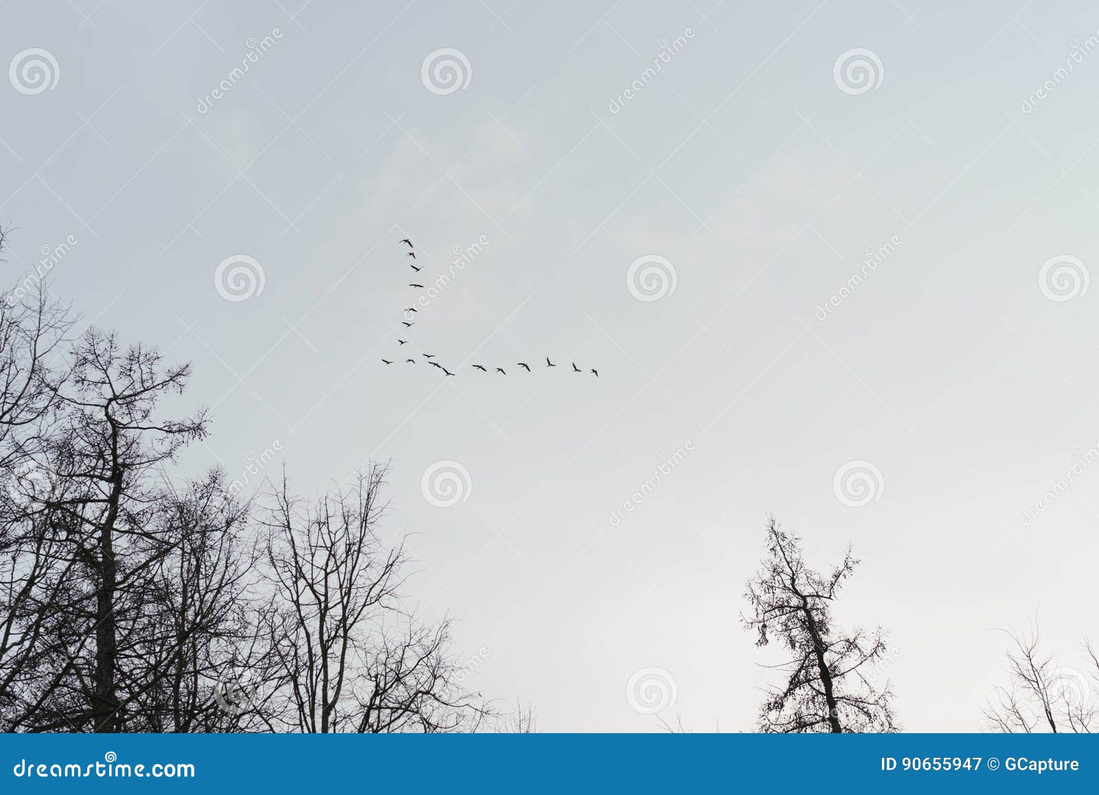 Wild Geese Fly in Spring Sky Stock Image - Image of winter, white: 90655947