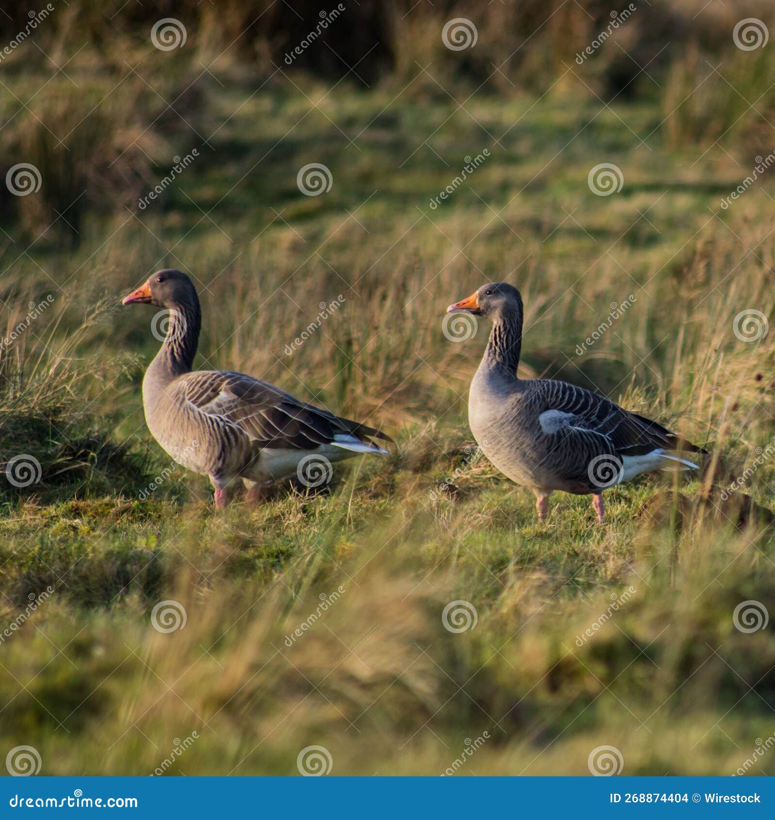 Wild Geese Foraging in a Field Stock Photo - Image of warm, background ...