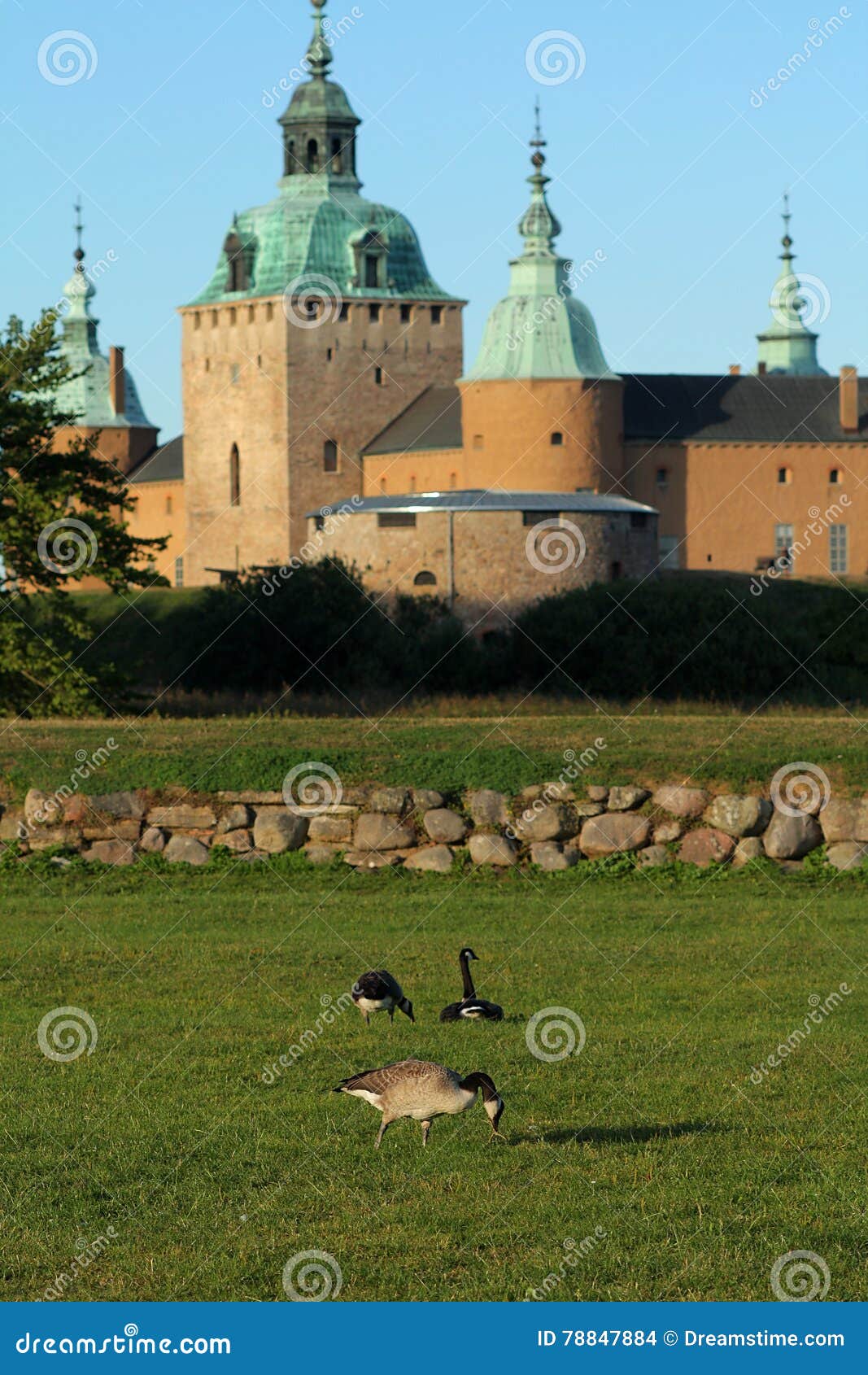 Wild Geese and Kalmar Castle Stock Photo - Image of calm, graze: 78847884