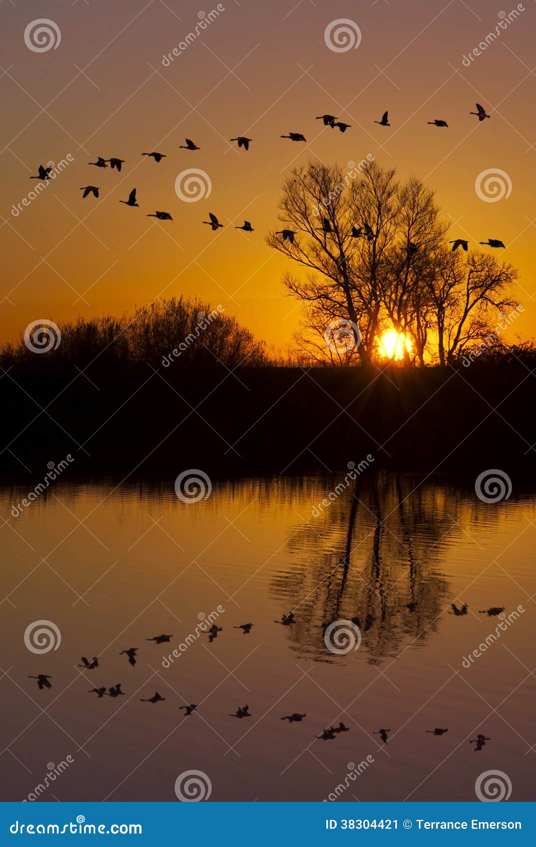 Wild Geese on an Orange Sunset Stock Image - Image of scene, silhouette ...