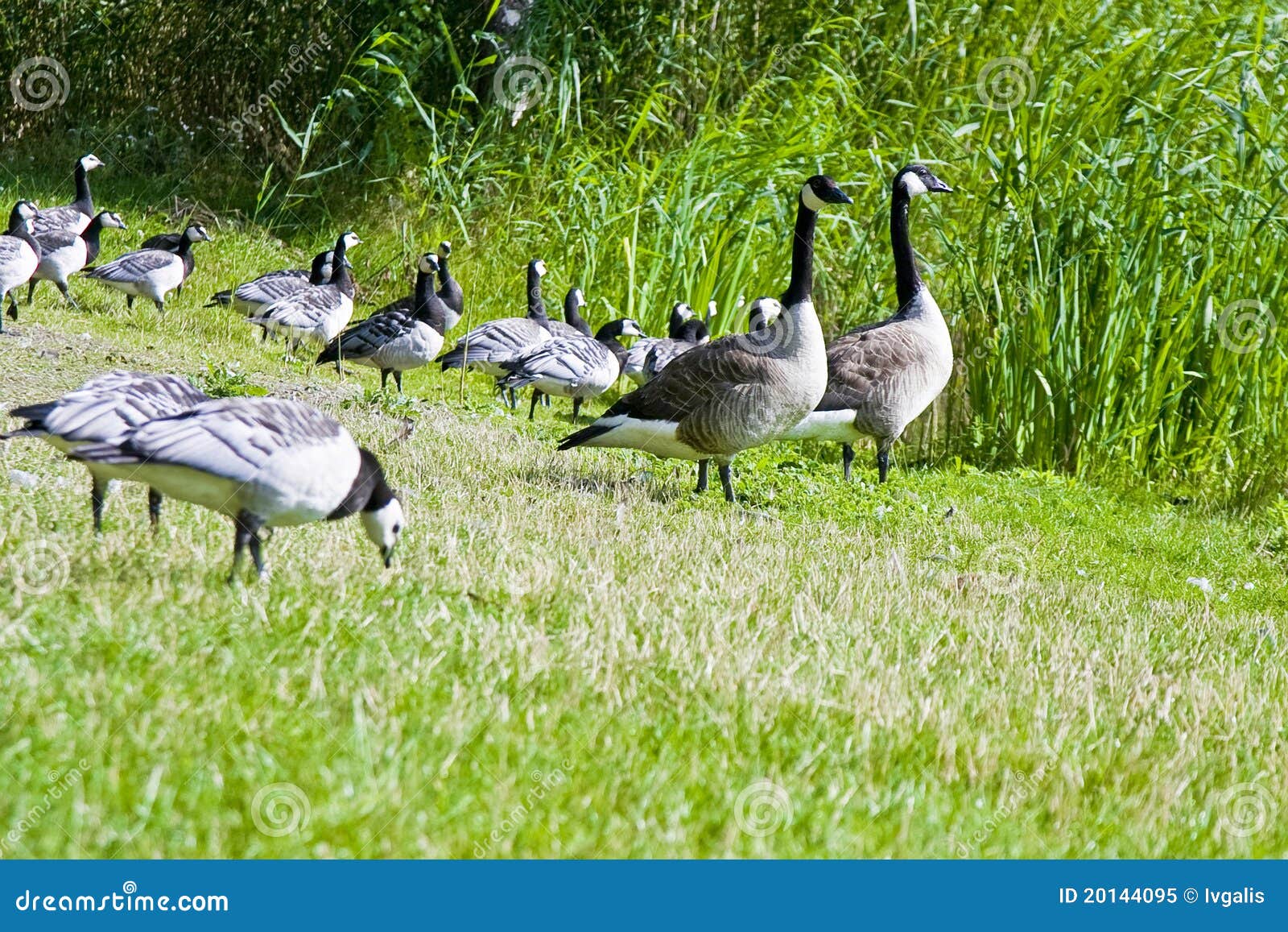 Wild geese in the park stock image. Image of birds, seasonal - 20144095