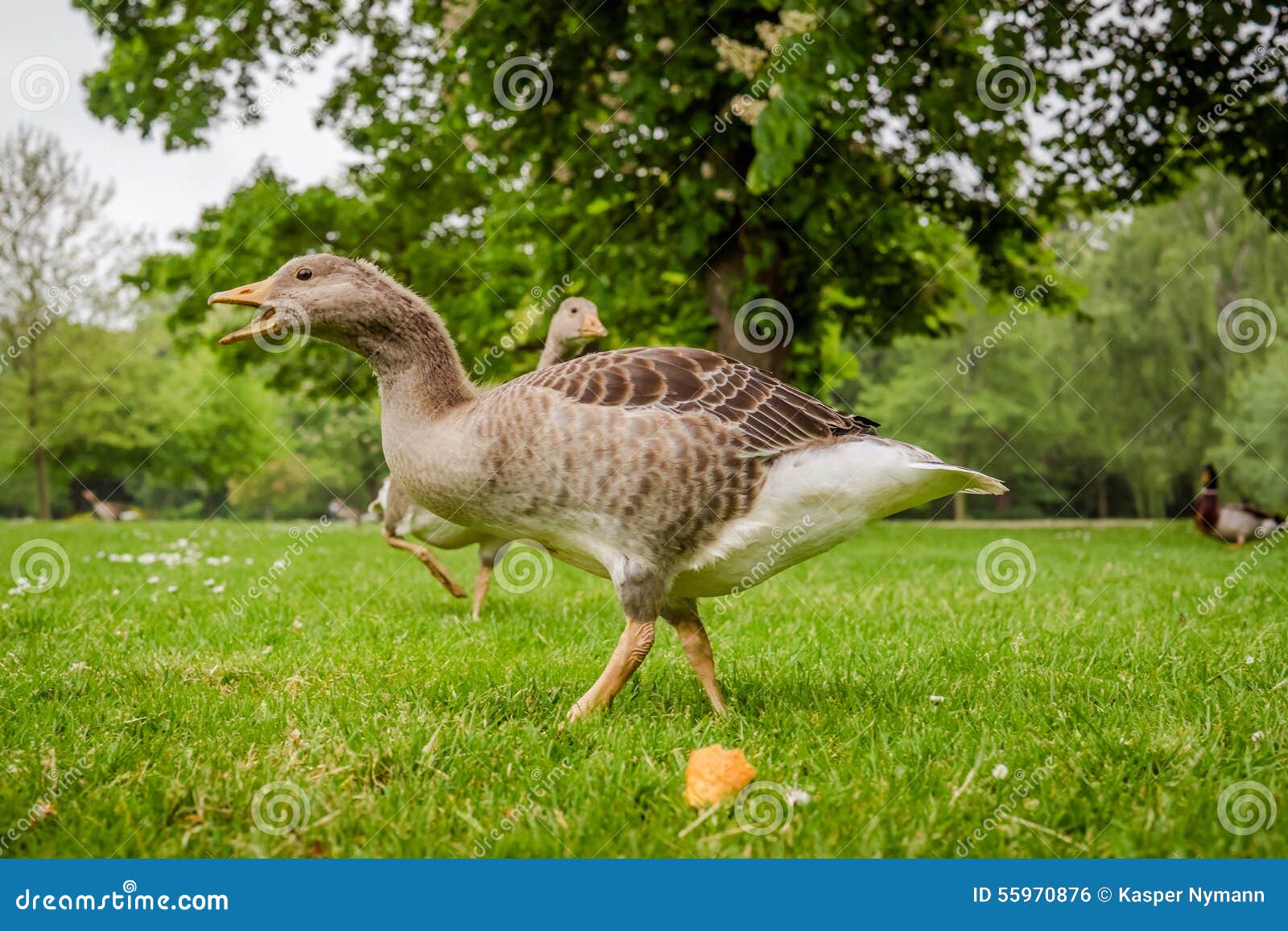 Wild geese in a park stock photo. Image of feather, gray - 55970876