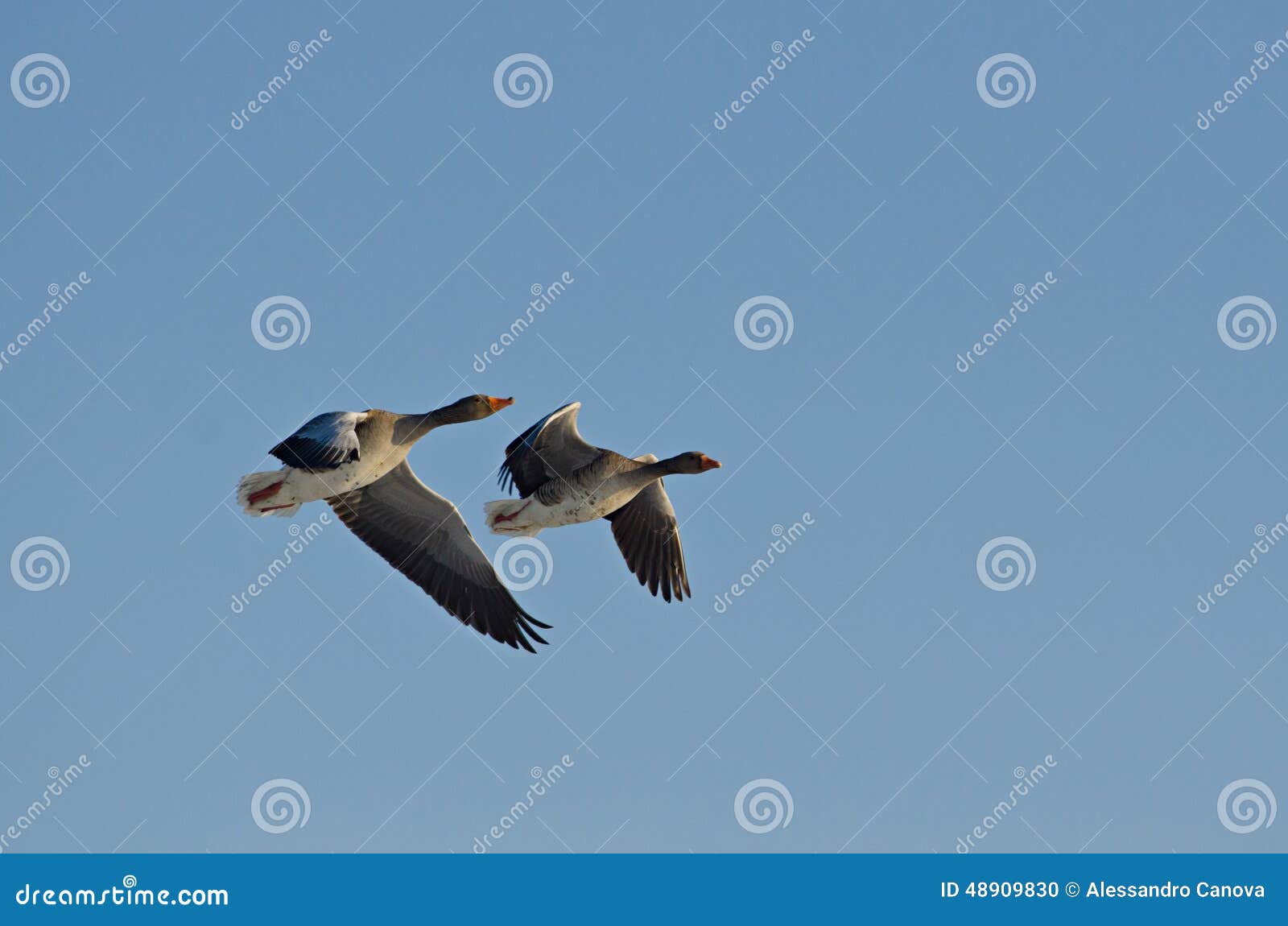 Wild geese of the po delta stock photo. Image of goose - 48909830