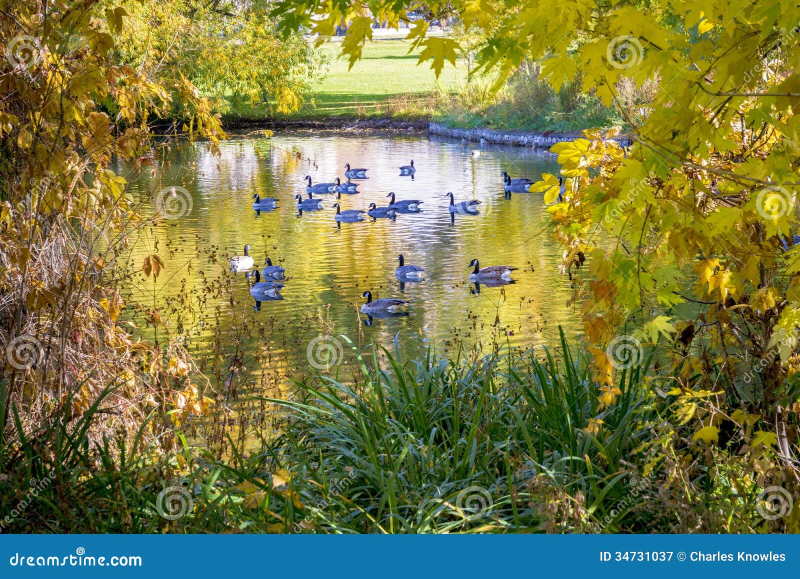 Wild Geese in a Pond during the Fall Stock Image - Image of park ...